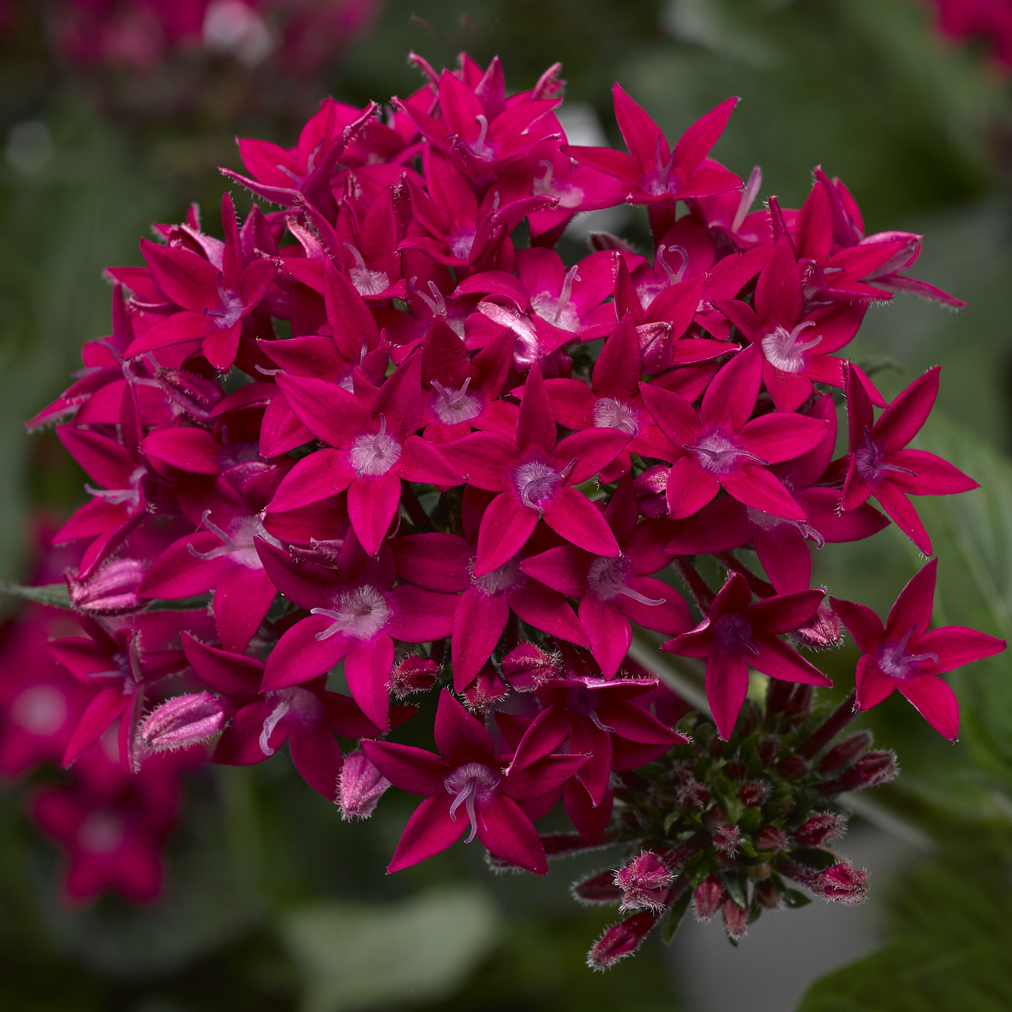 Starcluster Lavender | Syngenta Flowers