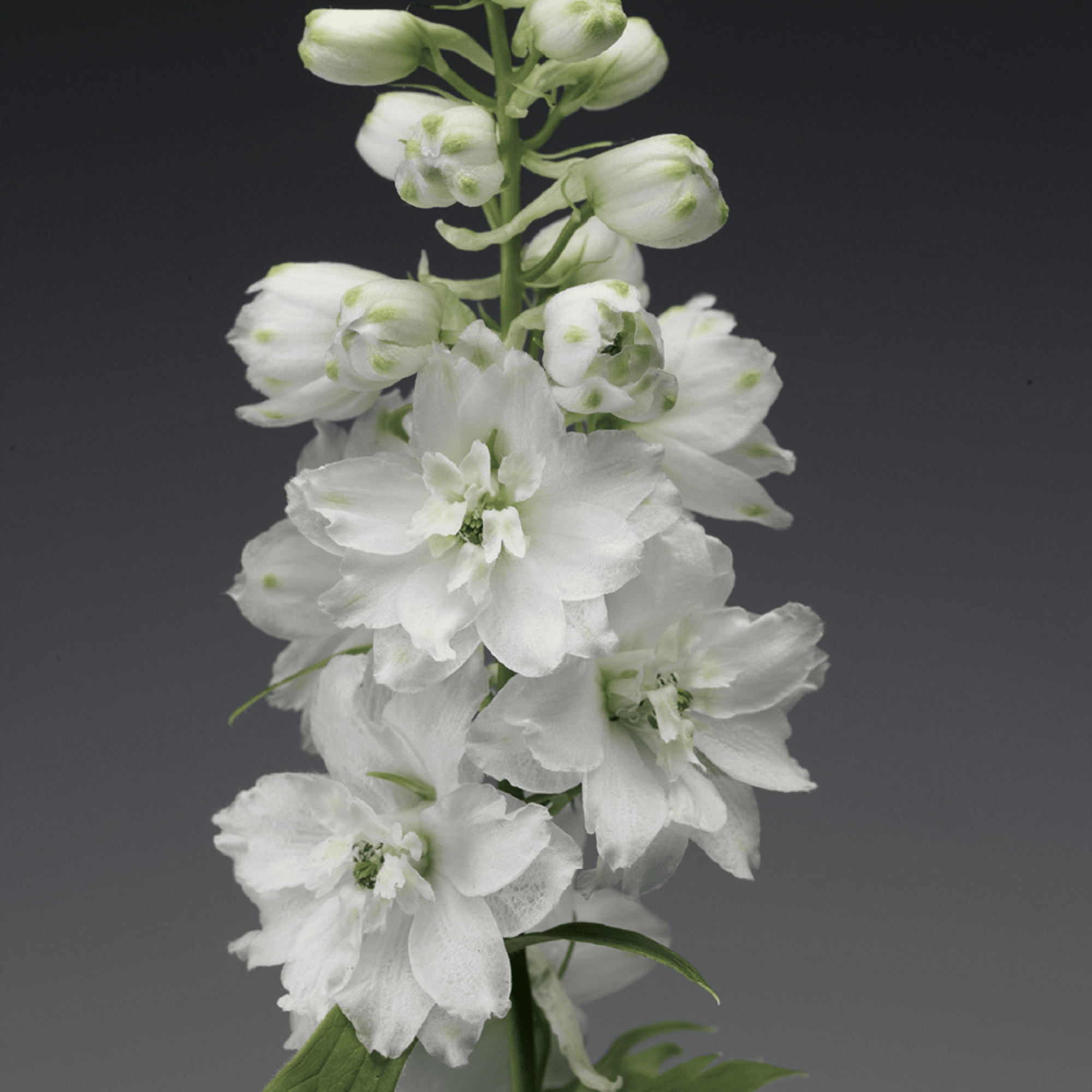 Excalibur Pure White | Syngenta Flowers