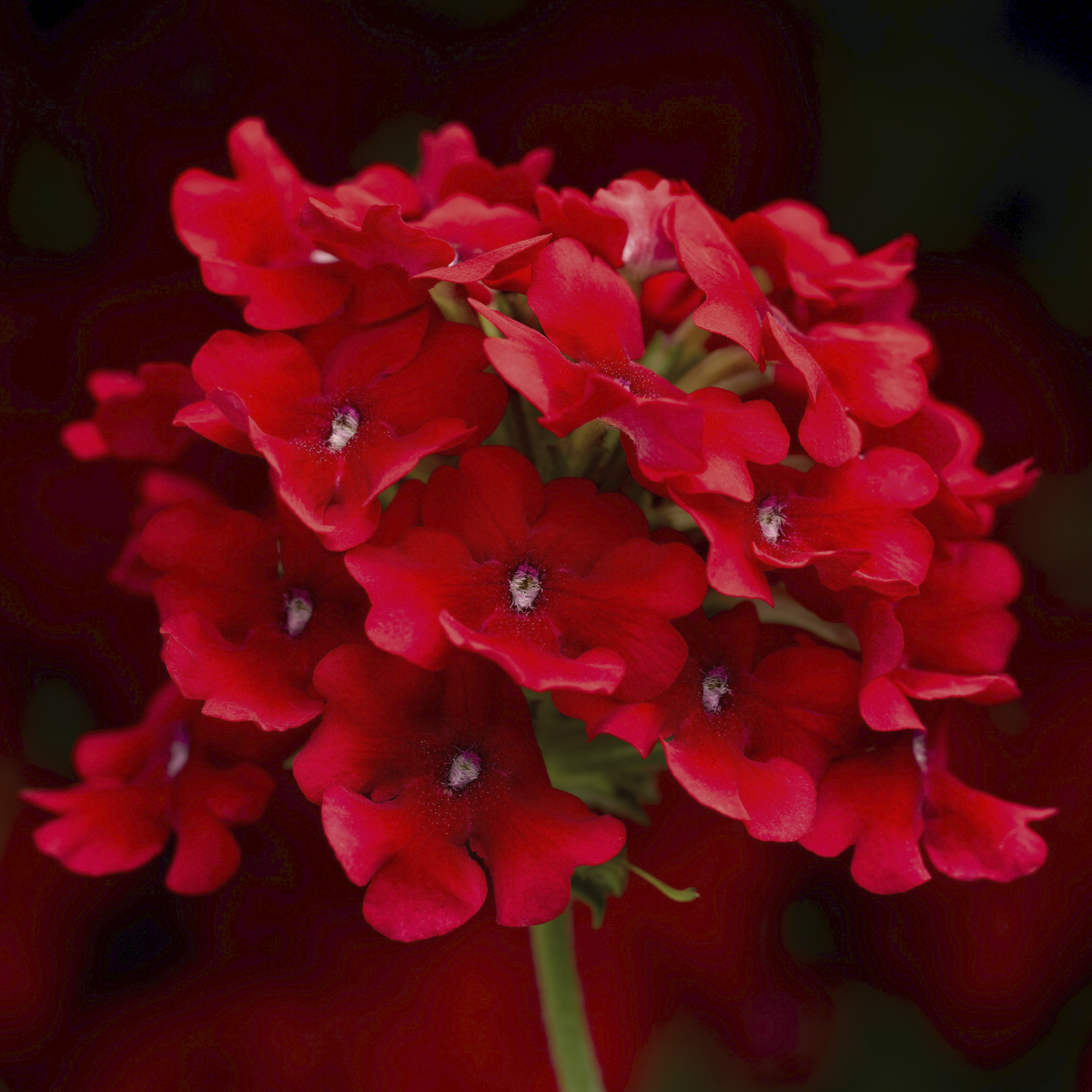 Obsession Cascade Scarlet | Syngenta Flowers