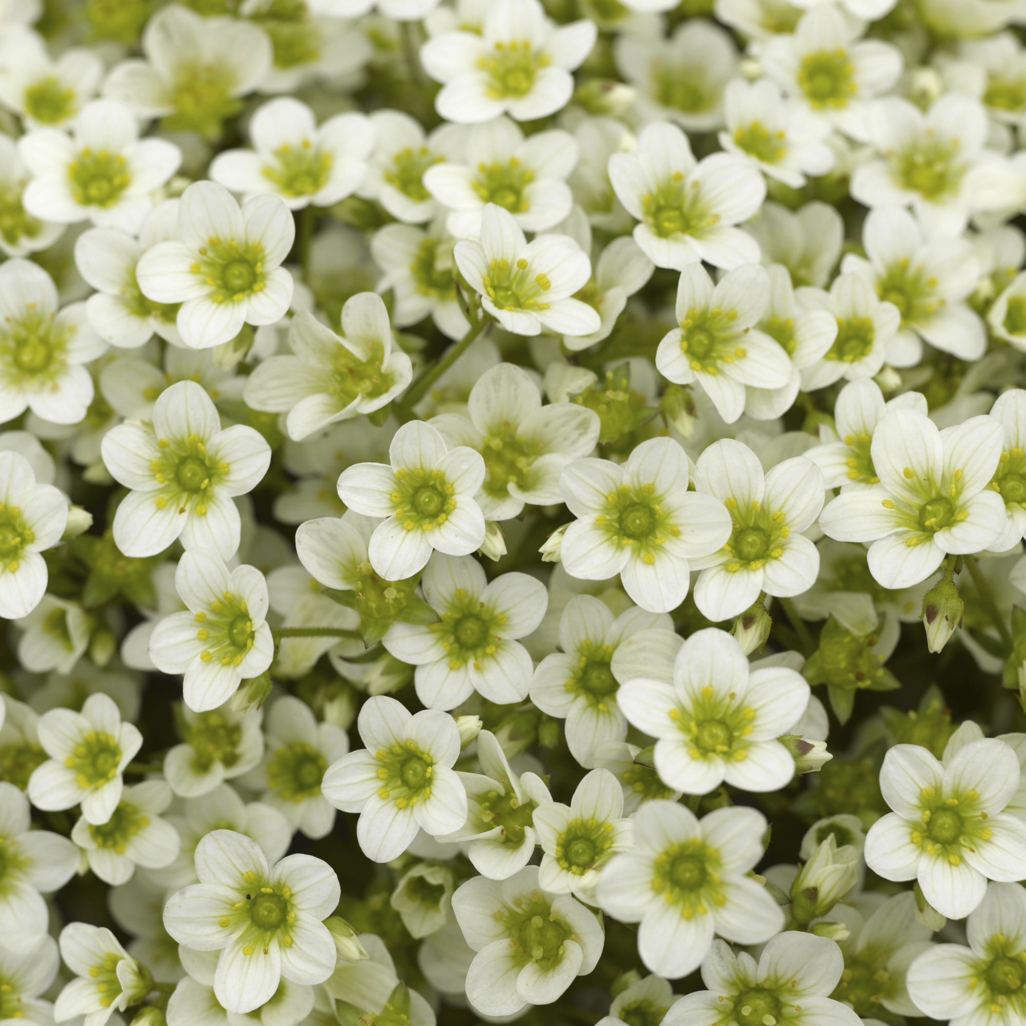 Alpino Early Picotee | Syngenta Flowers