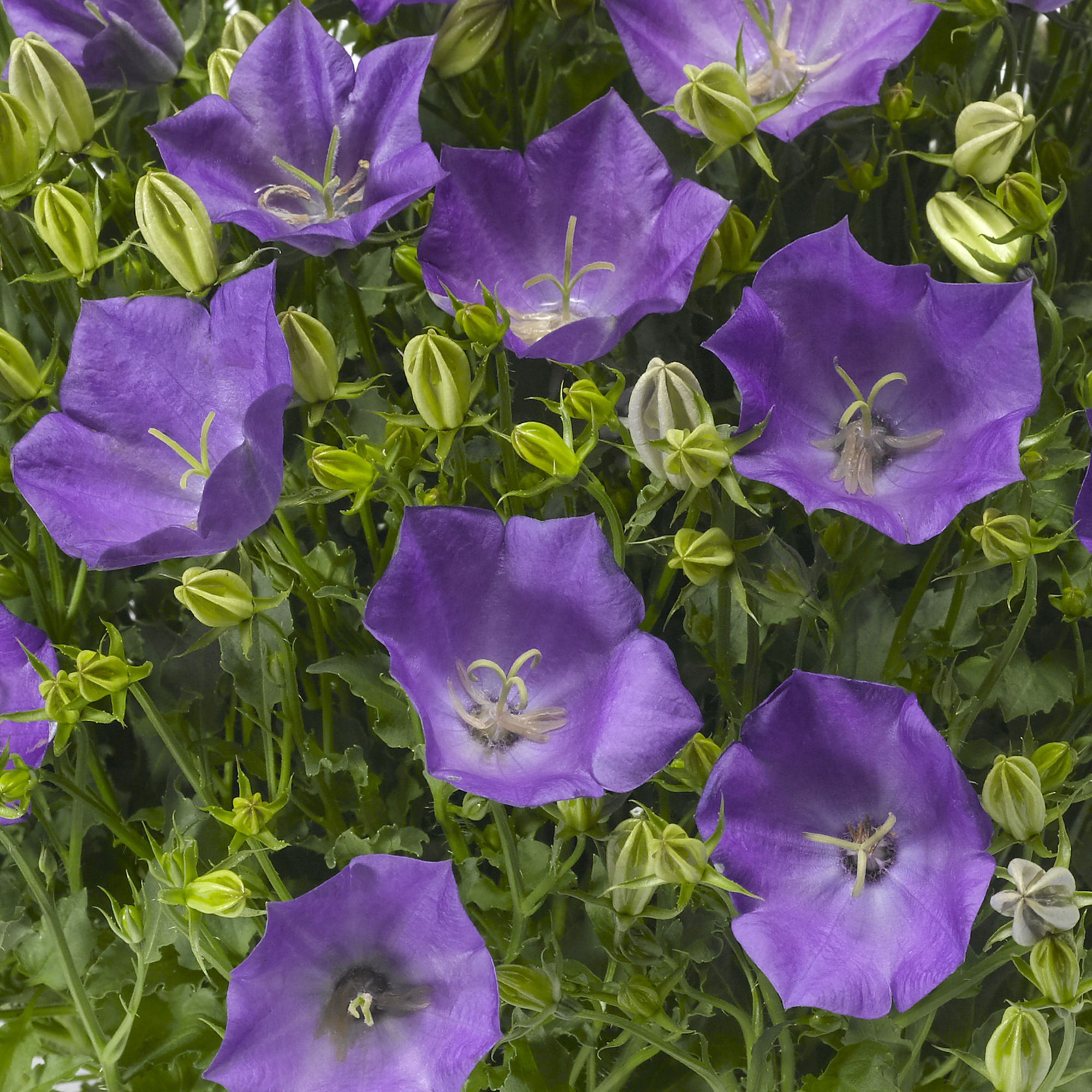 Pristar Deep Blue | Syngenta Flowers