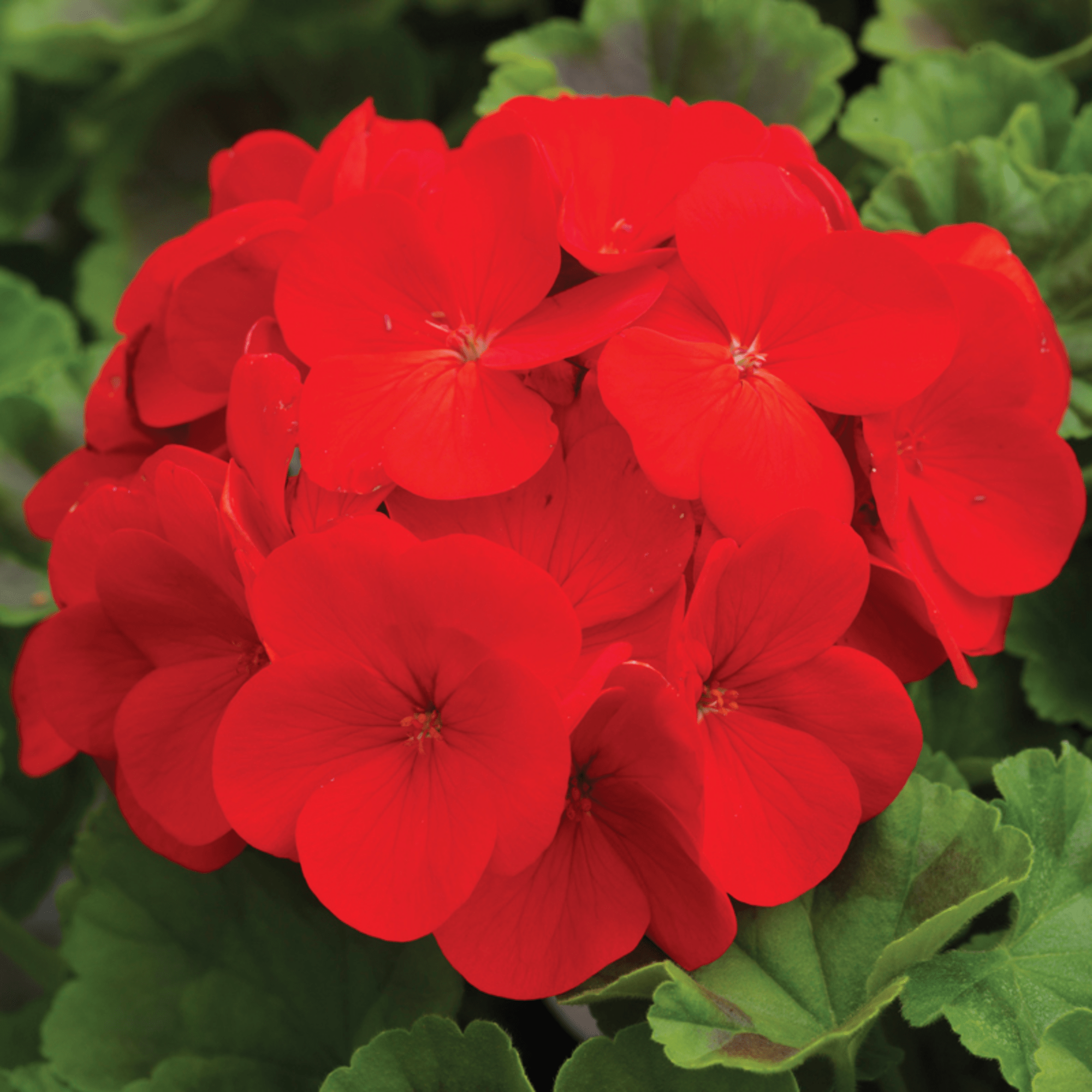Pinto Premium Deep Scarlet | Syngenta Flowers
