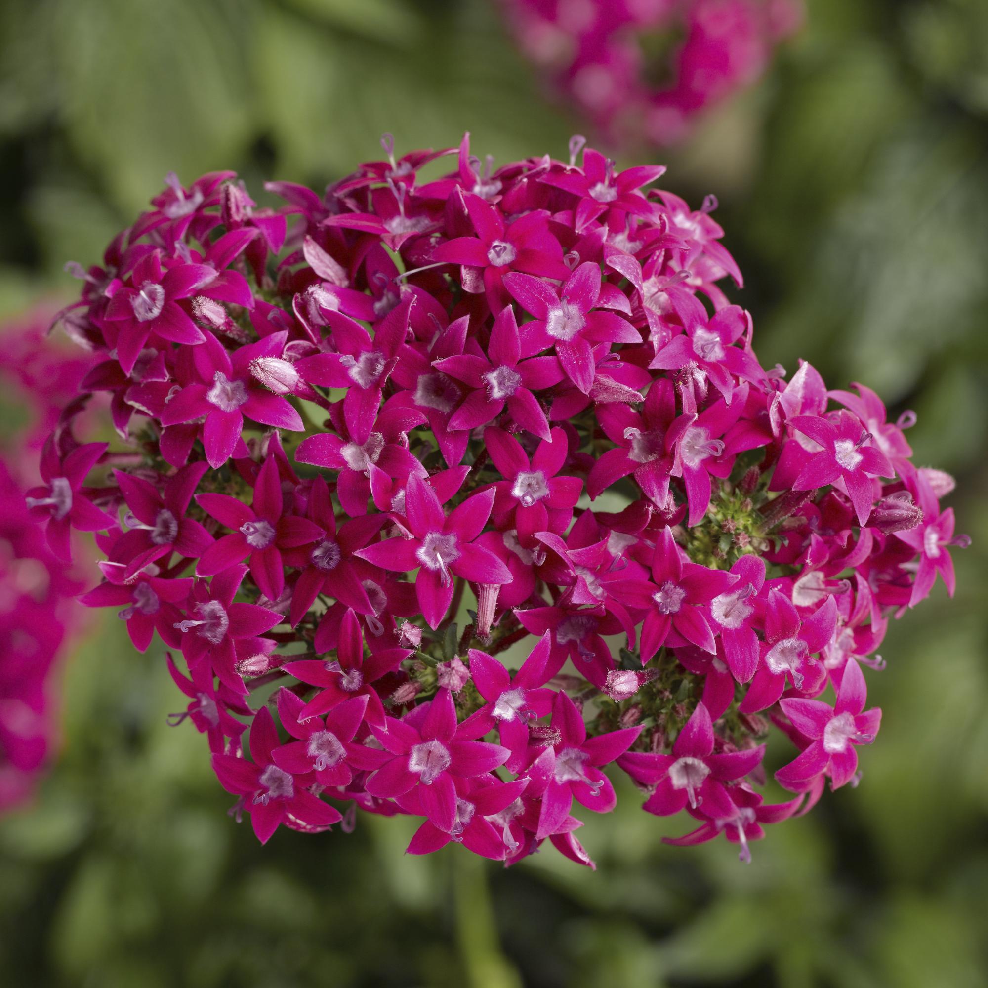 HoneyCluster Deep Rose | Syngenta Flowers