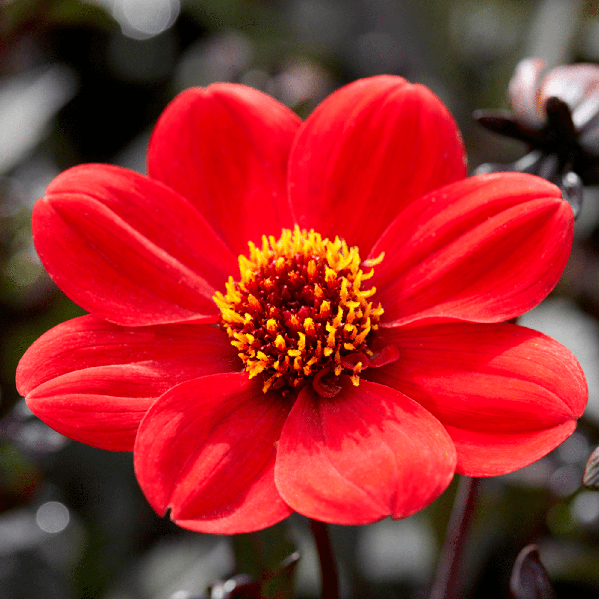 Happy Days Scarlet | Syngenta Flowers