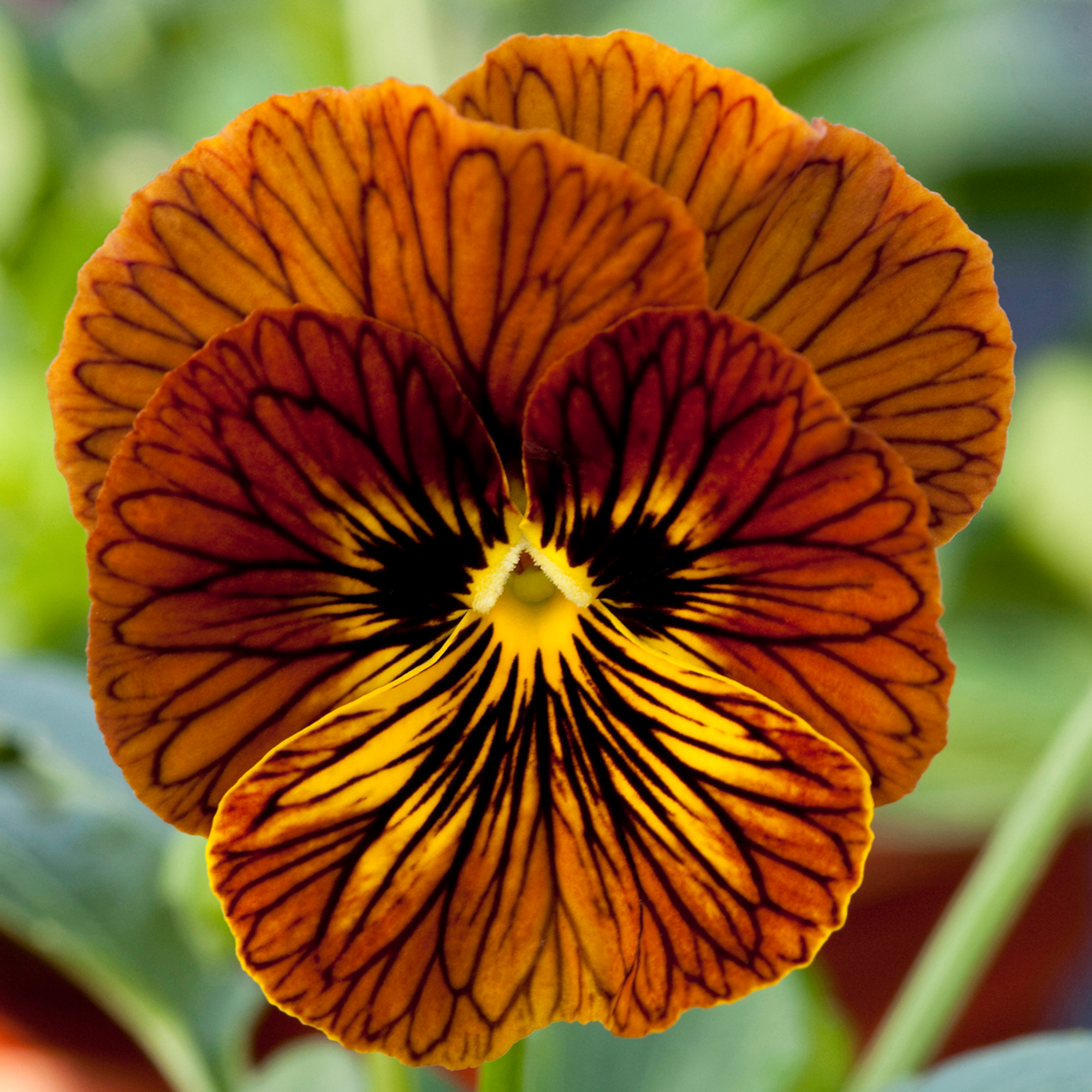 Tiger Eye Mix | Syngenta Flowers