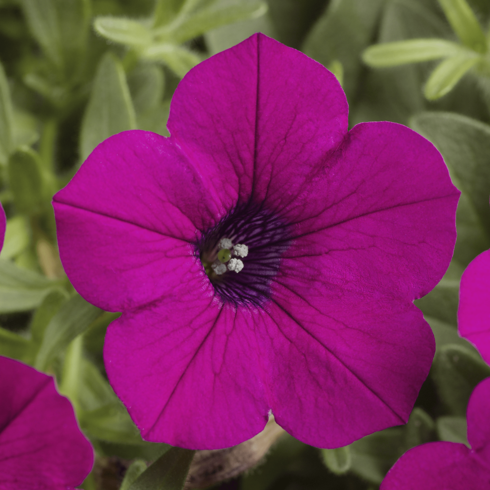Dekko Pinwheel Purple | Syngenta Flowers