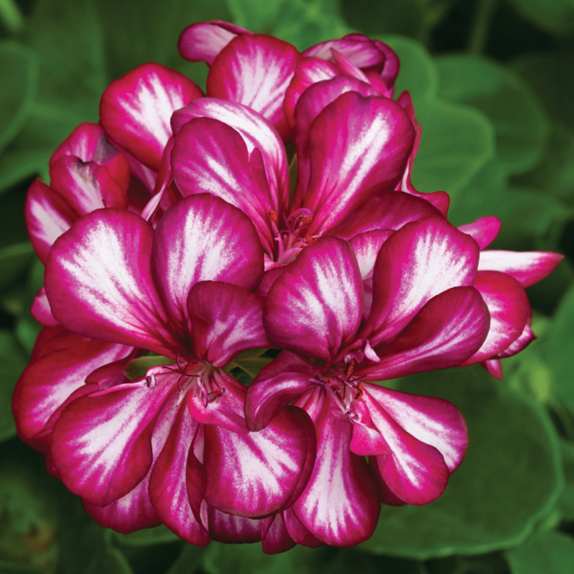 Corriente Explosive (Burgundy Bicolor) | Syngenta Flowers