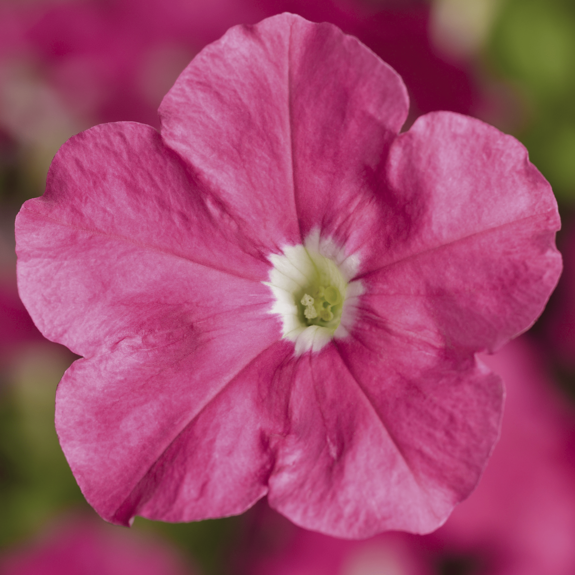 Picobella Rose Star | Syngenta Flowers