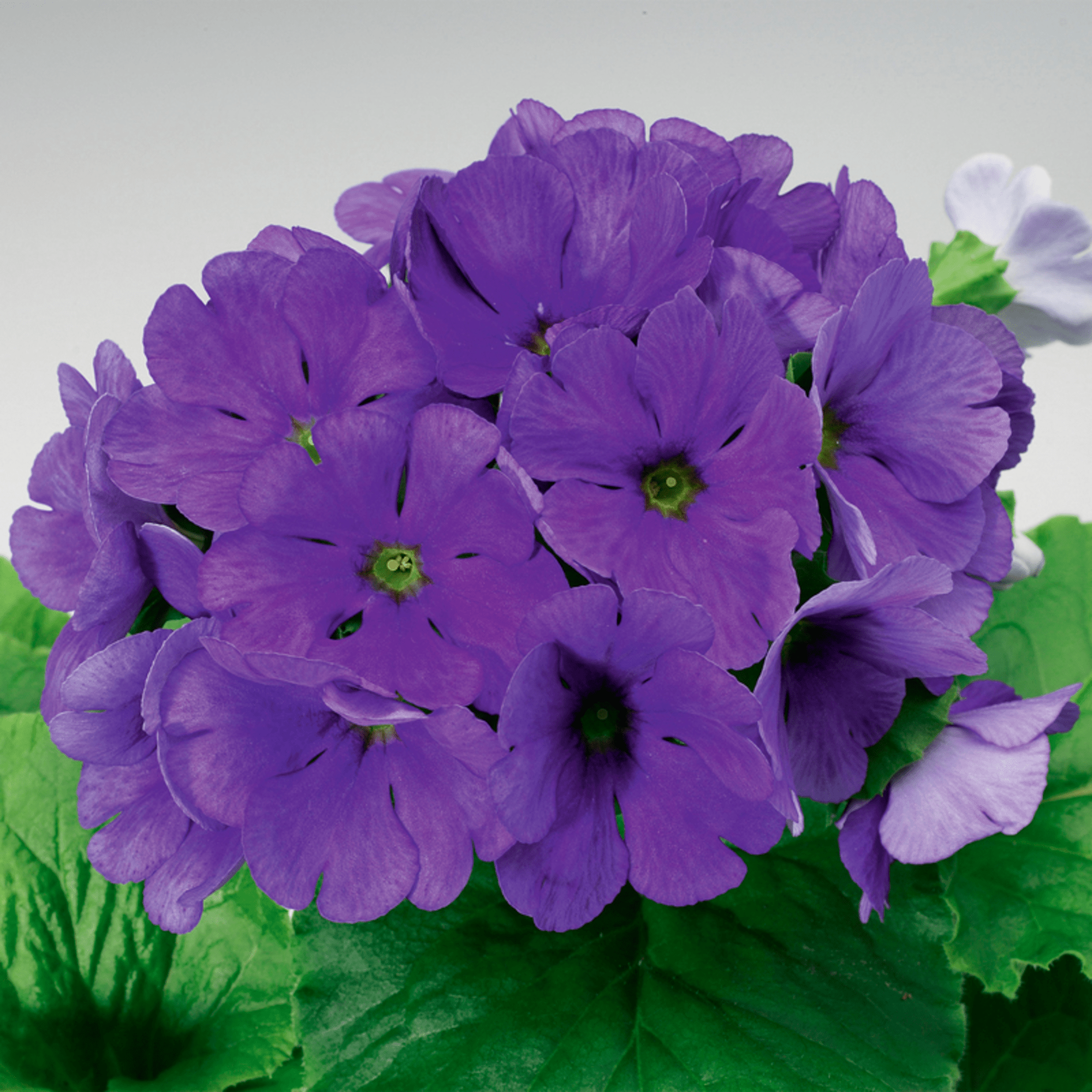 Libre Deep Blue | Syngenta Flowers