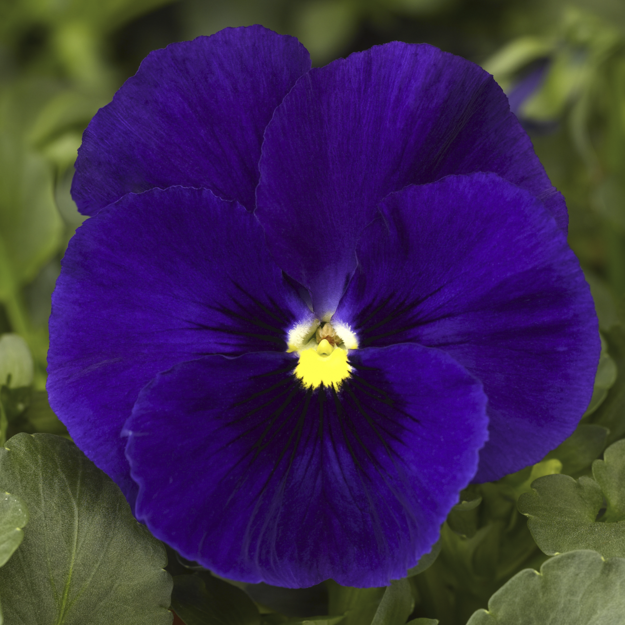 Delta Gold with Blotch | Syngenta Flowers