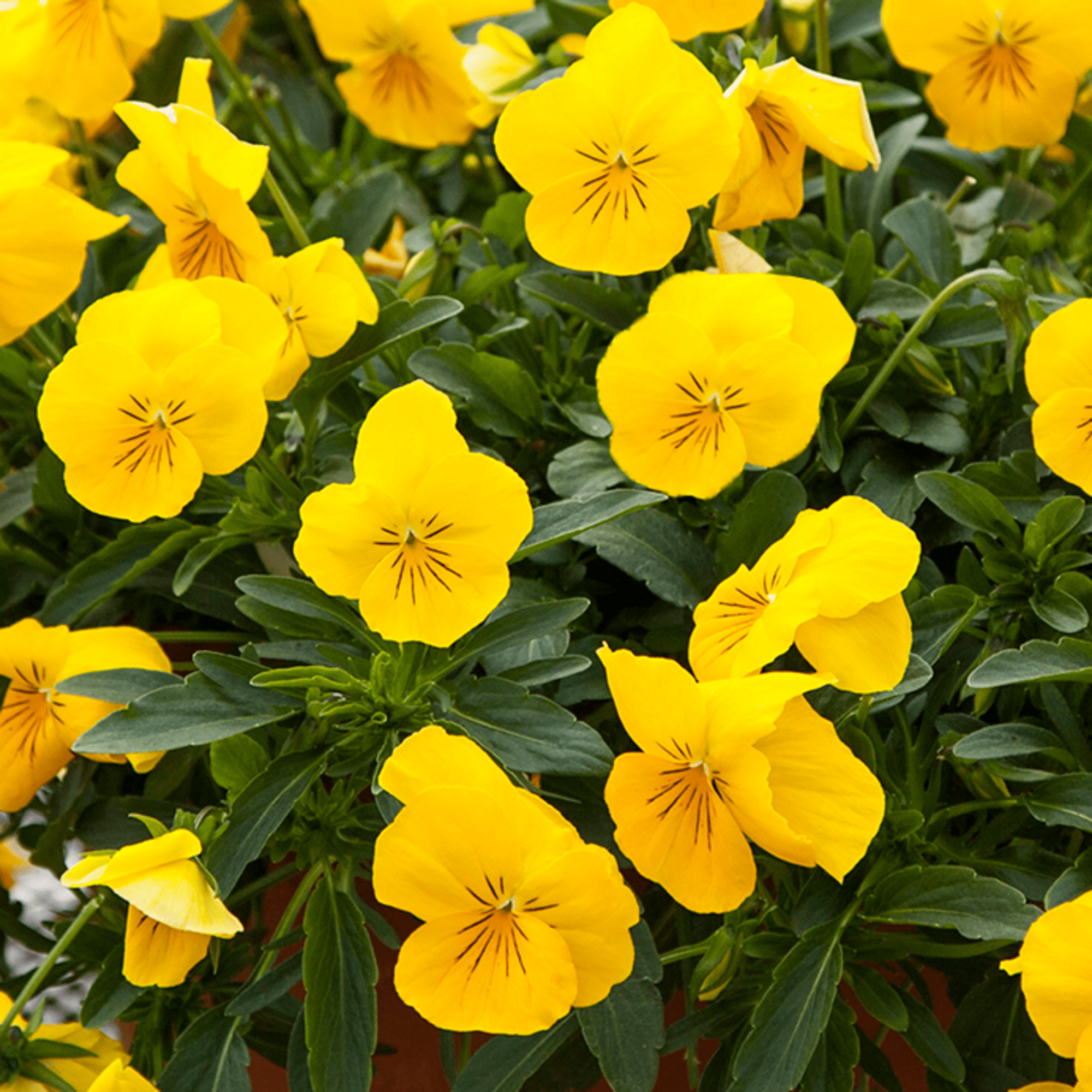 Freefall XL Golden Yellow | Syngenta Flowers
