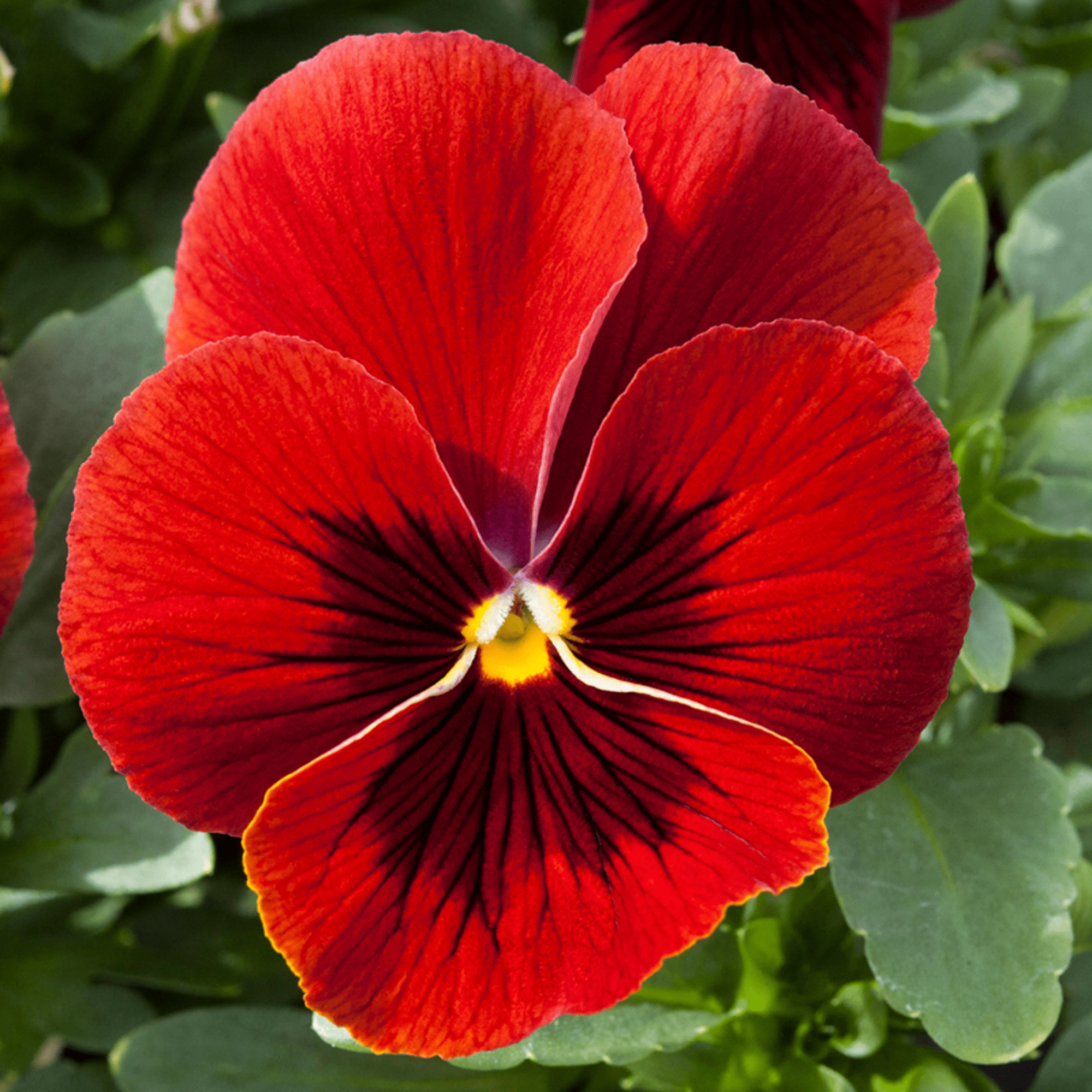 Freefall XL Scarlet Blotch | Syngenta Flowers