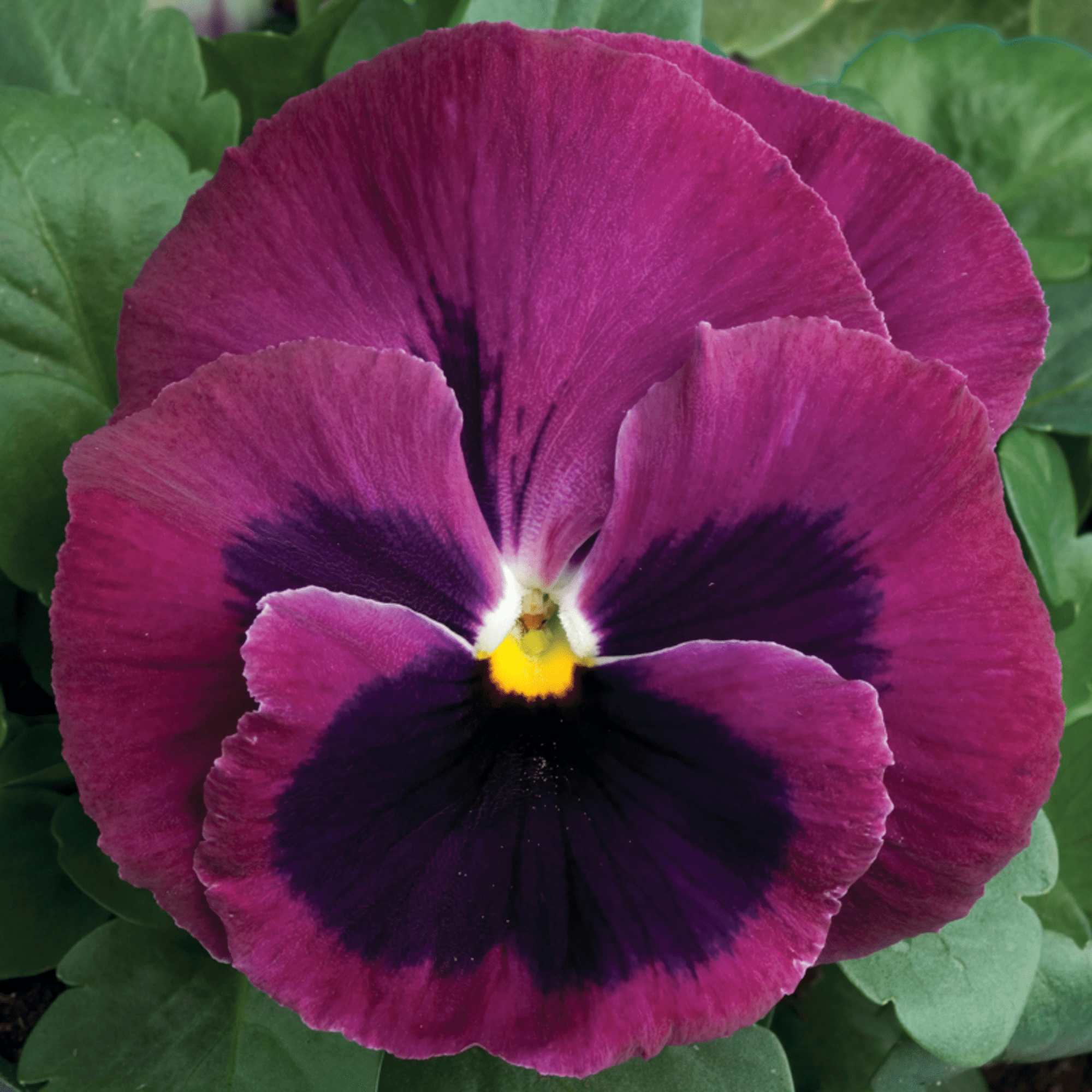 Colossus Rose with Blotch | Syngenta Flowers