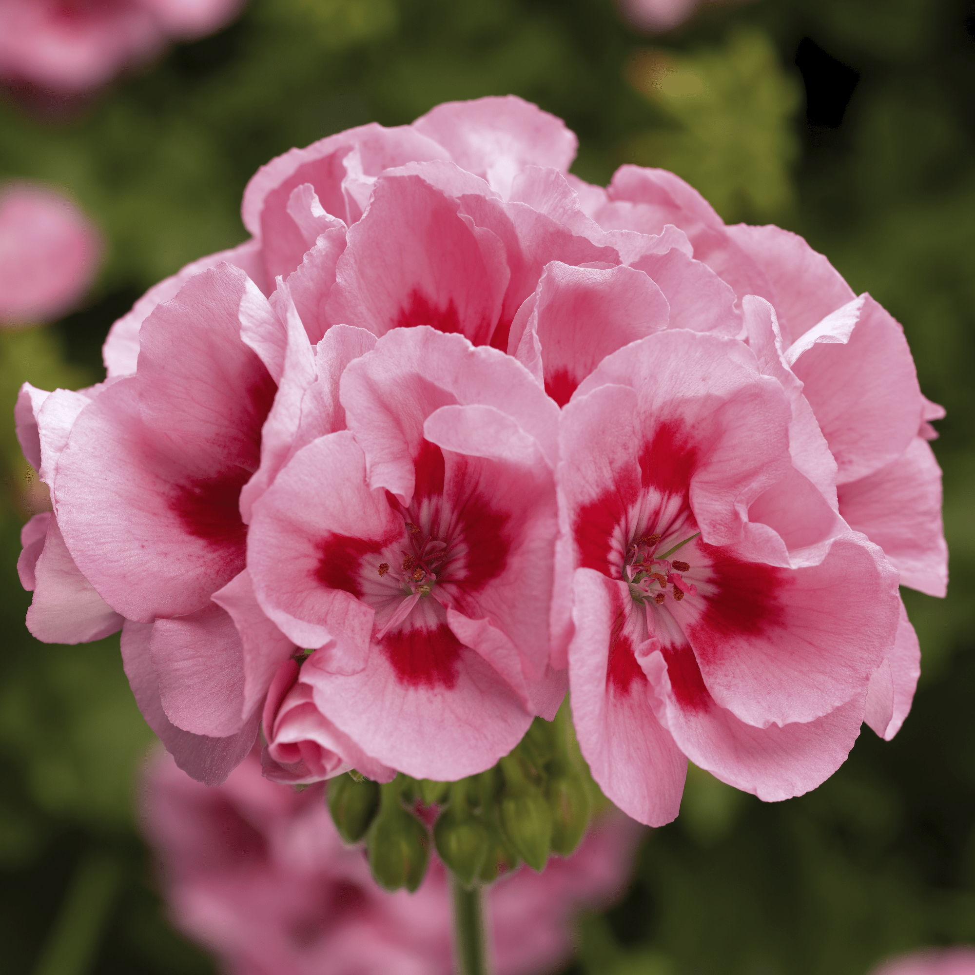 Calliope M Pink Splash | Syngenta Flowers