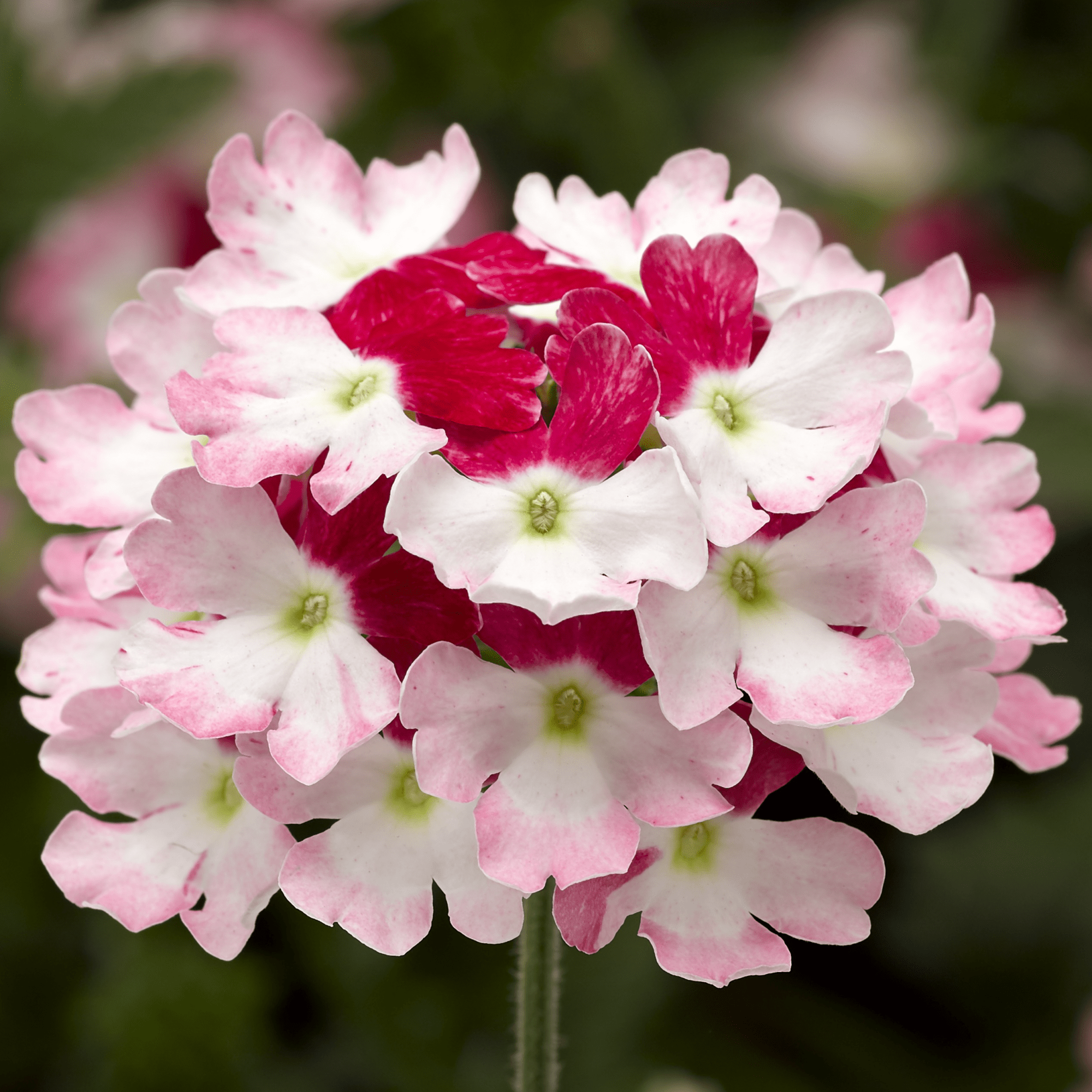Lanai Twister Red | Syngenta Flowers