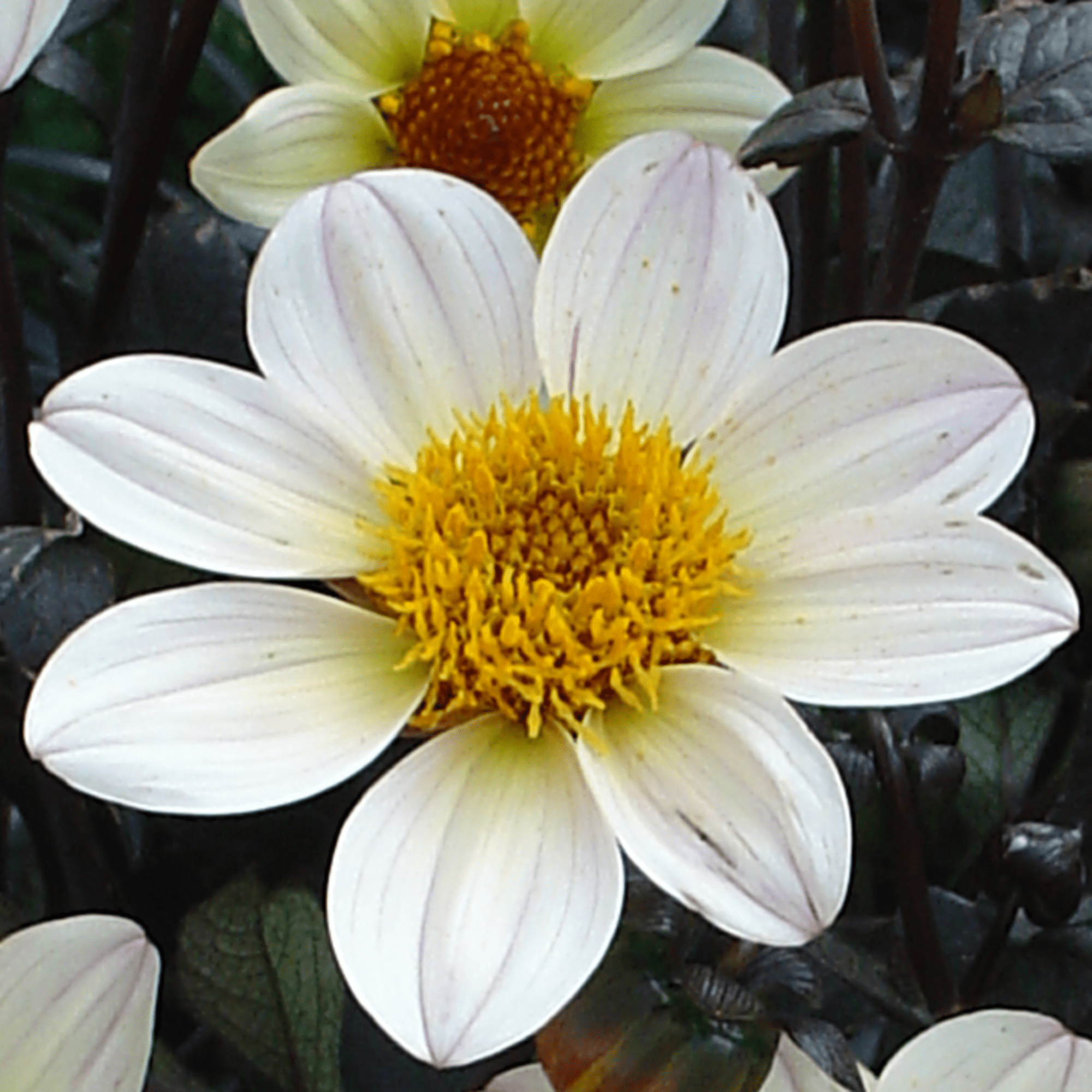 Happy Days White | Syngenta Flowers