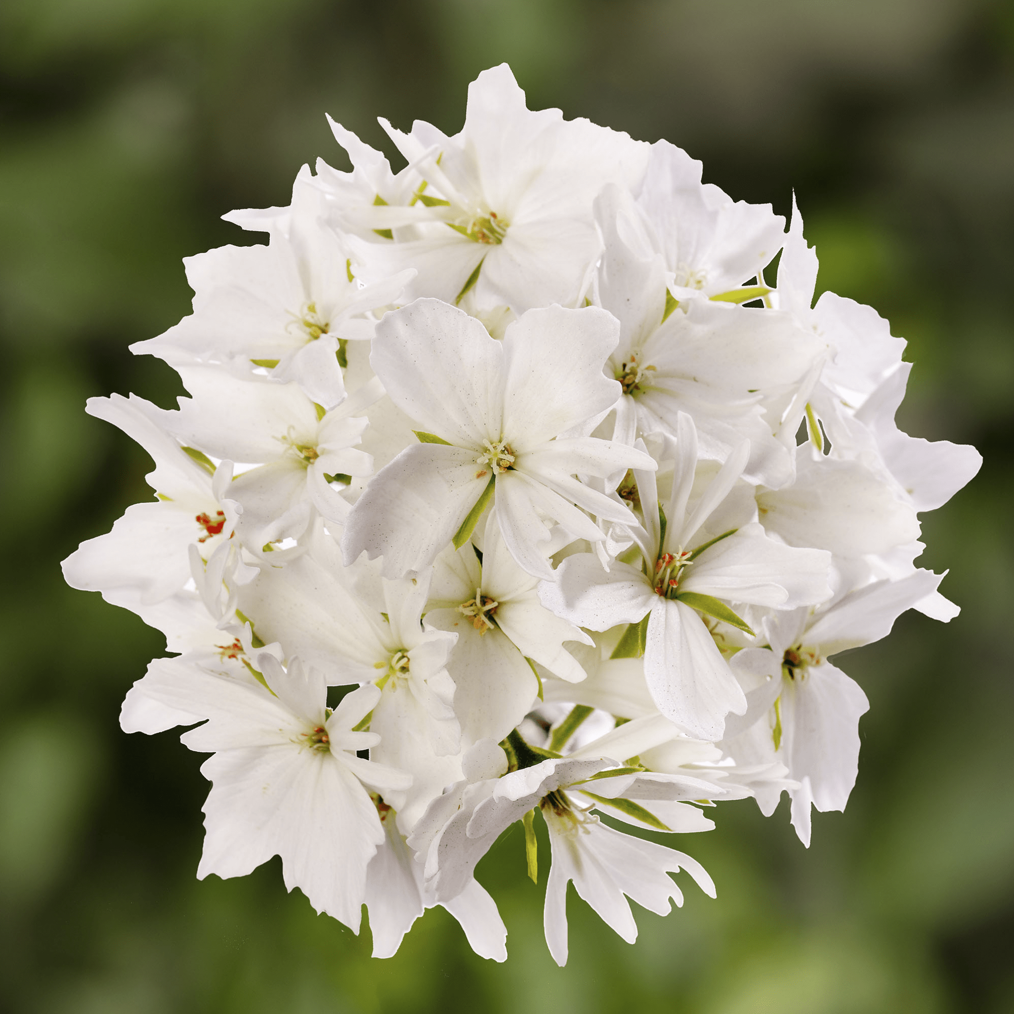 Exotica Starry White | Syngenta Flowers