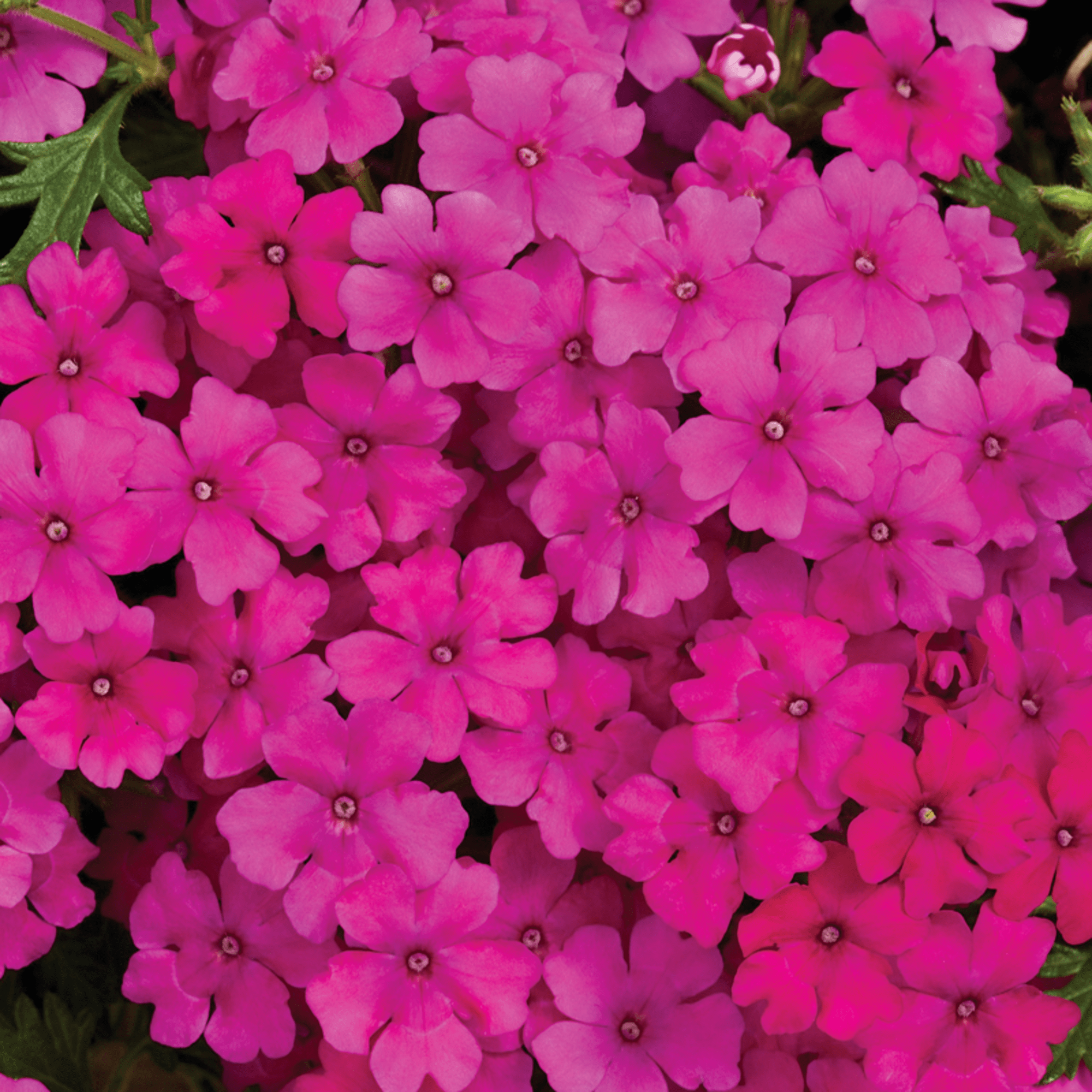 Magelana Hot Rose | Syngenta Flowers