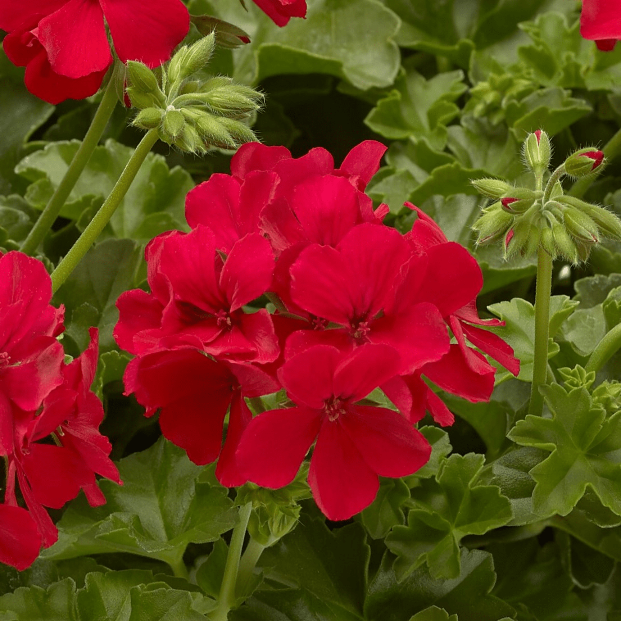 Calliope Landscape Deep Red | Syngenta Flowers