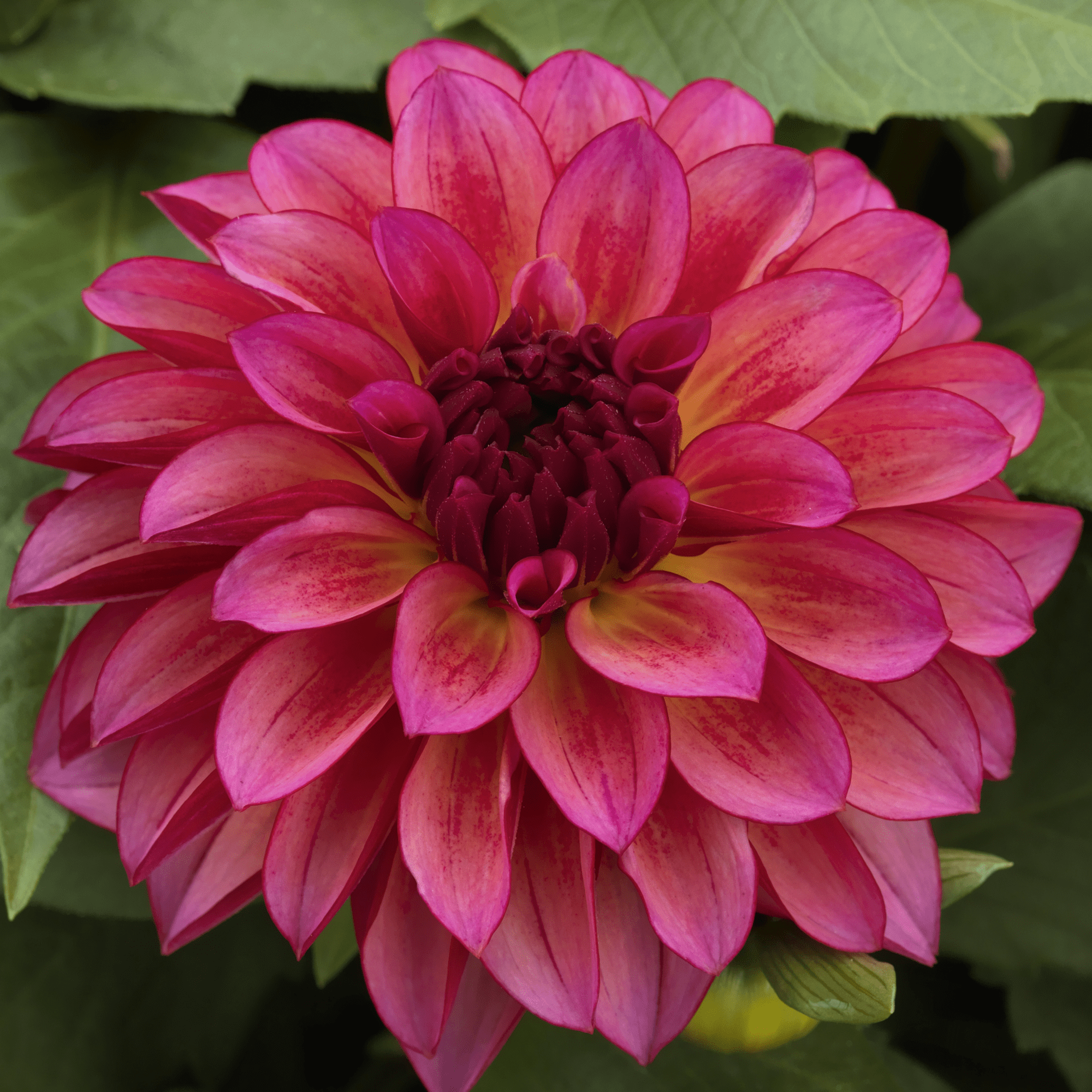 Grandalia Sunrise | Syngenta Flowers