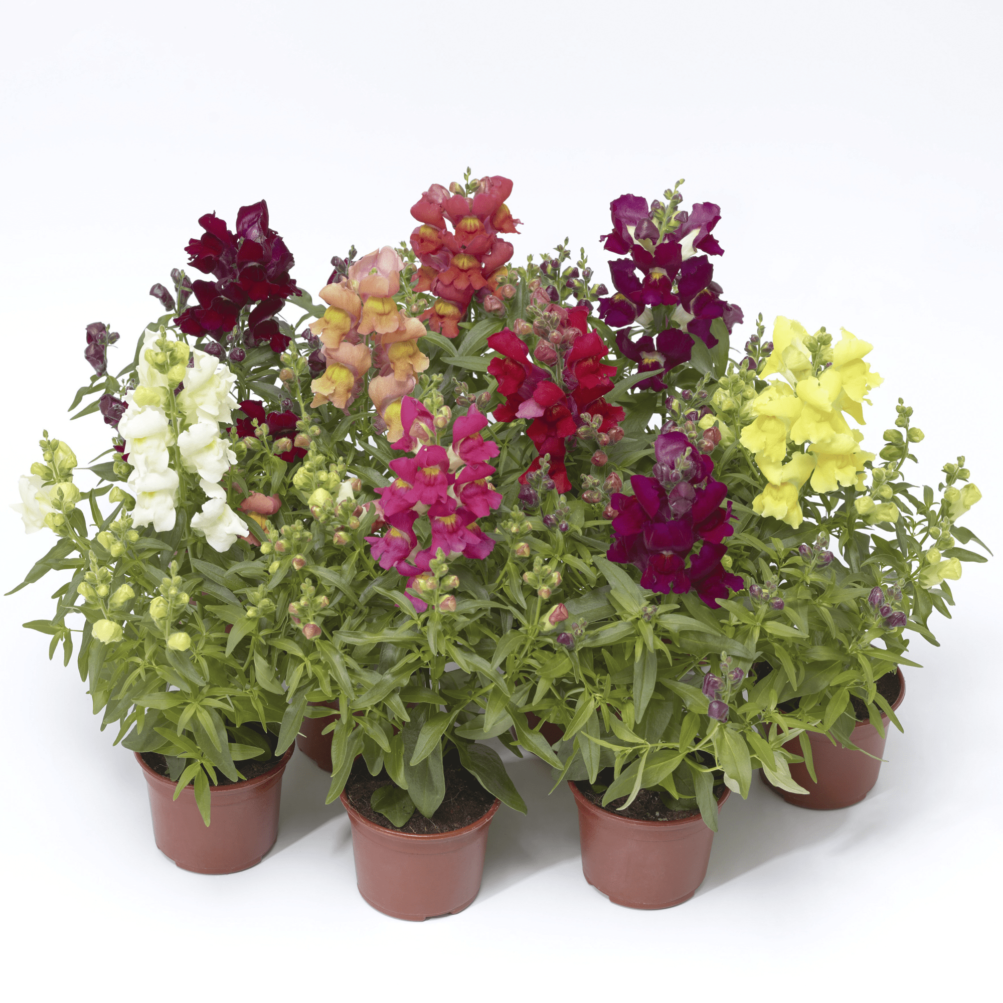 Snaptini Mix | Syngenta Flowers