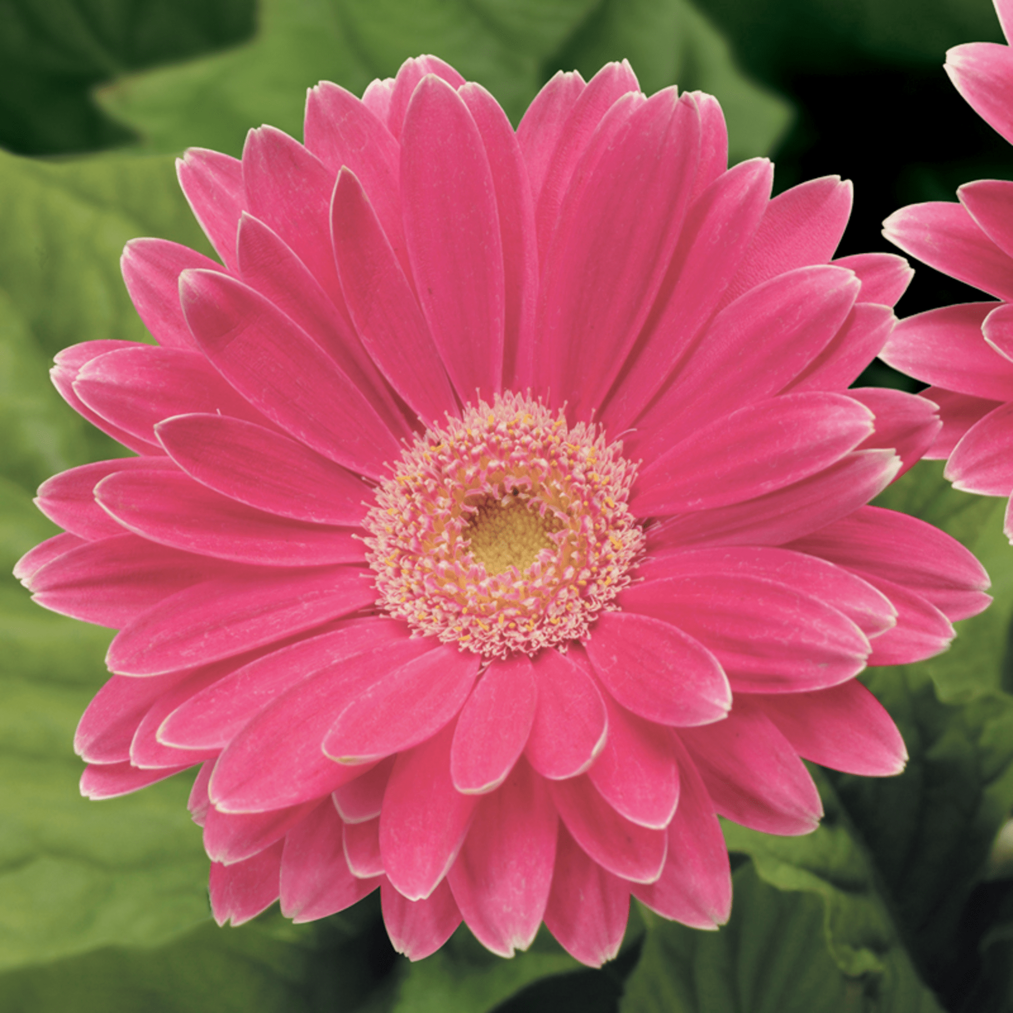 Jaguar Tangerine | Syngenta Flowers