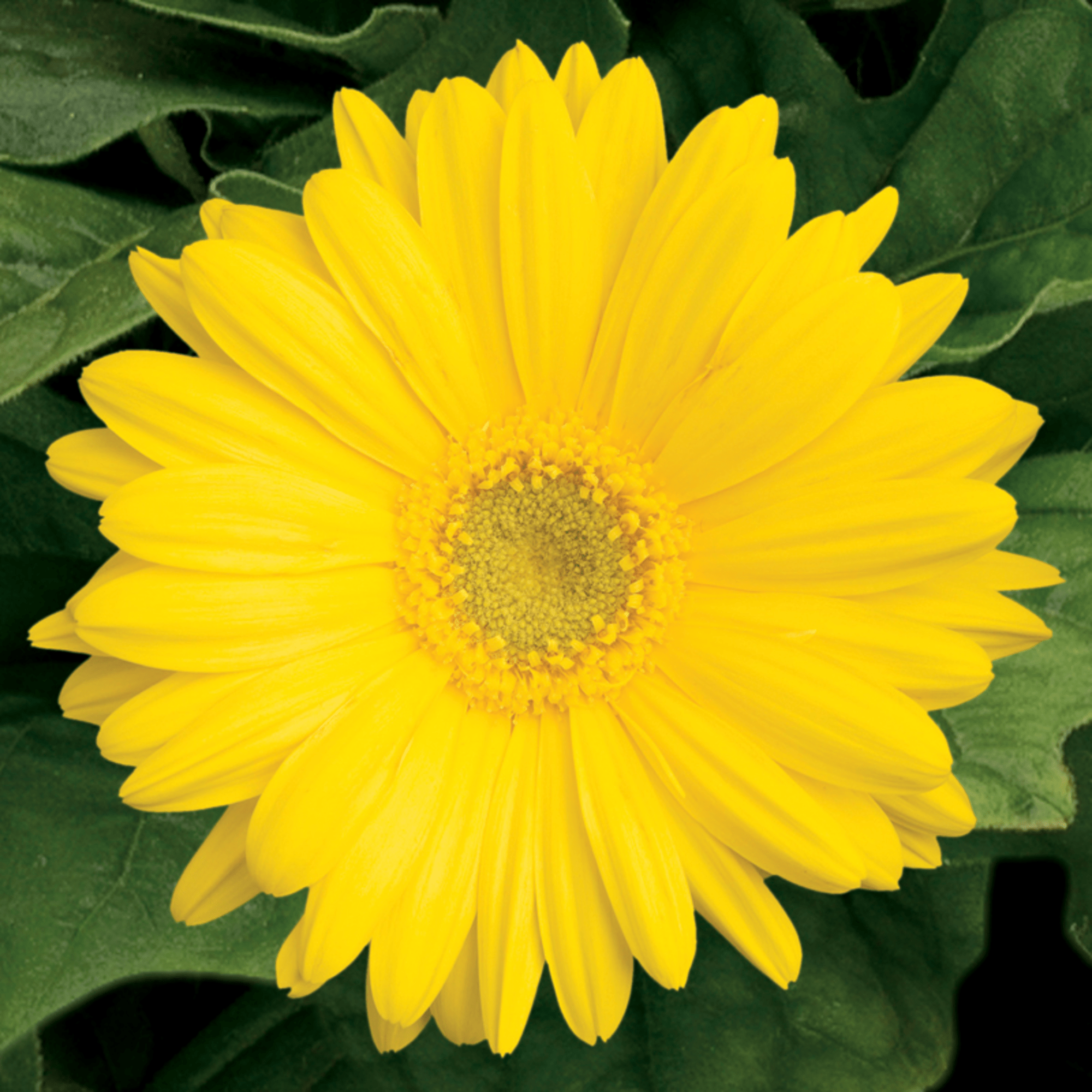 Jaguar Yellow | Syngenta Flowers