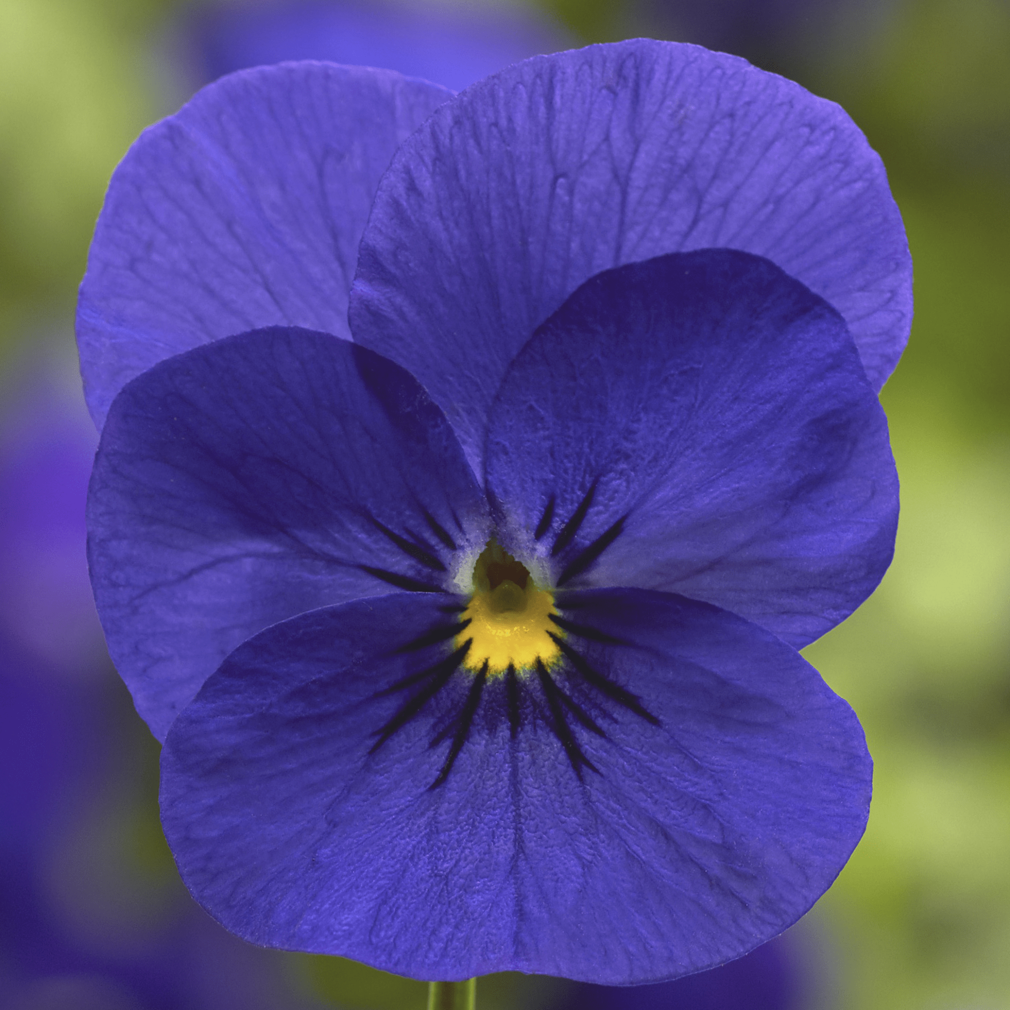Penny Blue | Syngenta Flowers