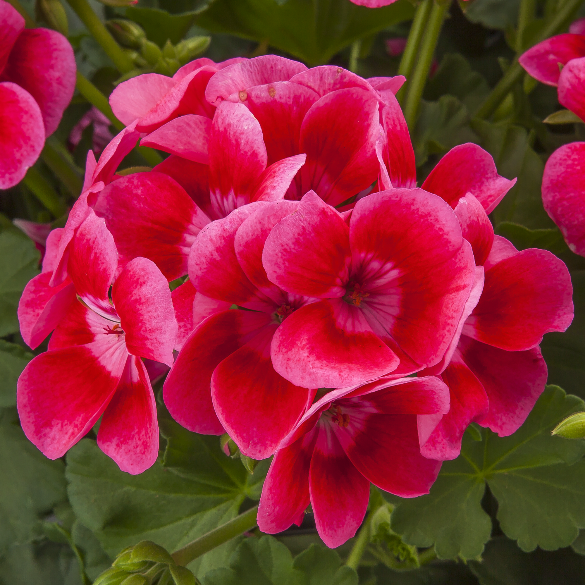 Pretty Little Pink Splash | Syngenta Flowers