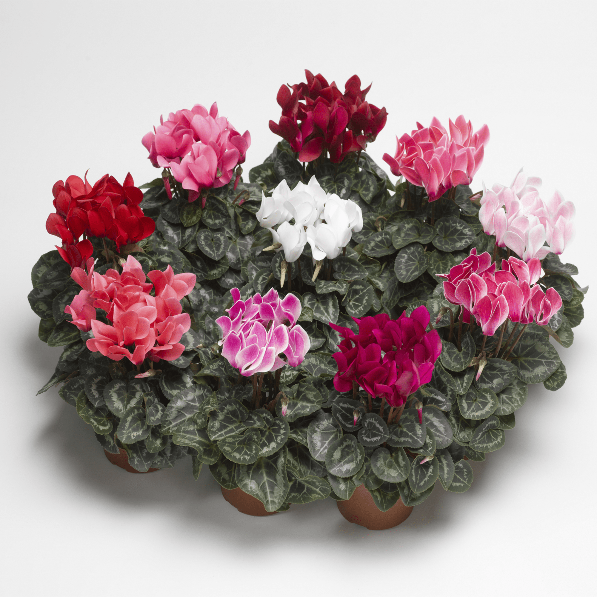 Merita (Laser) Scarlet | Syngenta Flowers