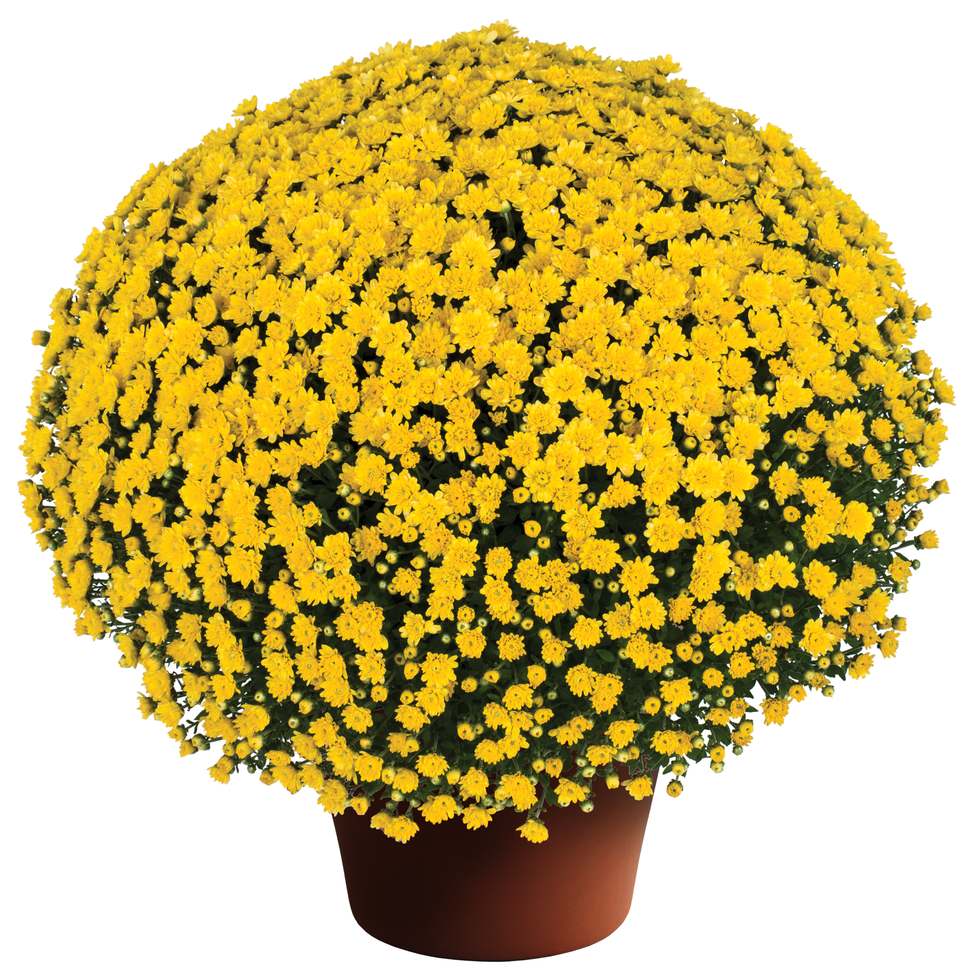 Jacqueline Yellow | Syngenta Flowers