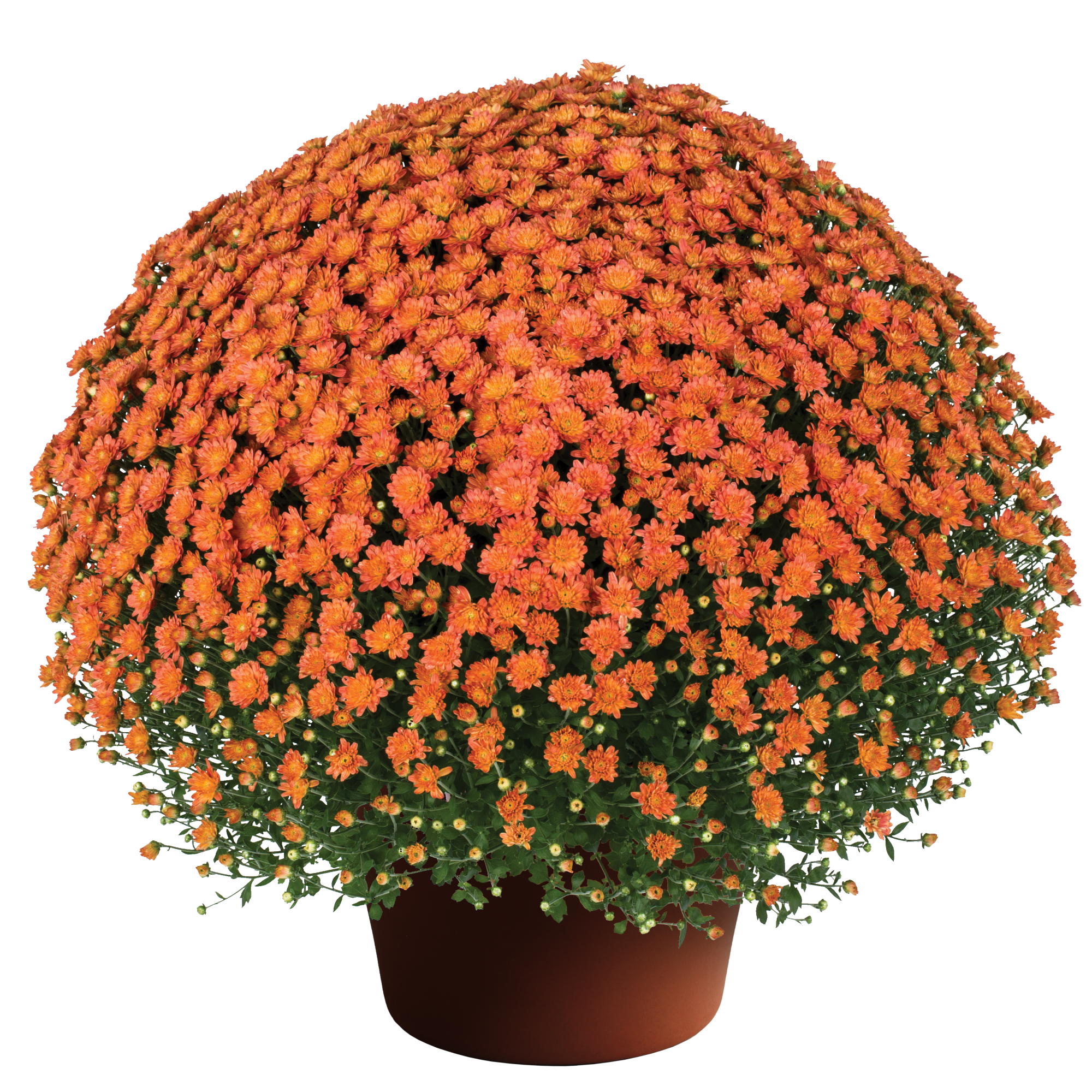 Jacqueline Orange Fusion | Syngenta Flowers