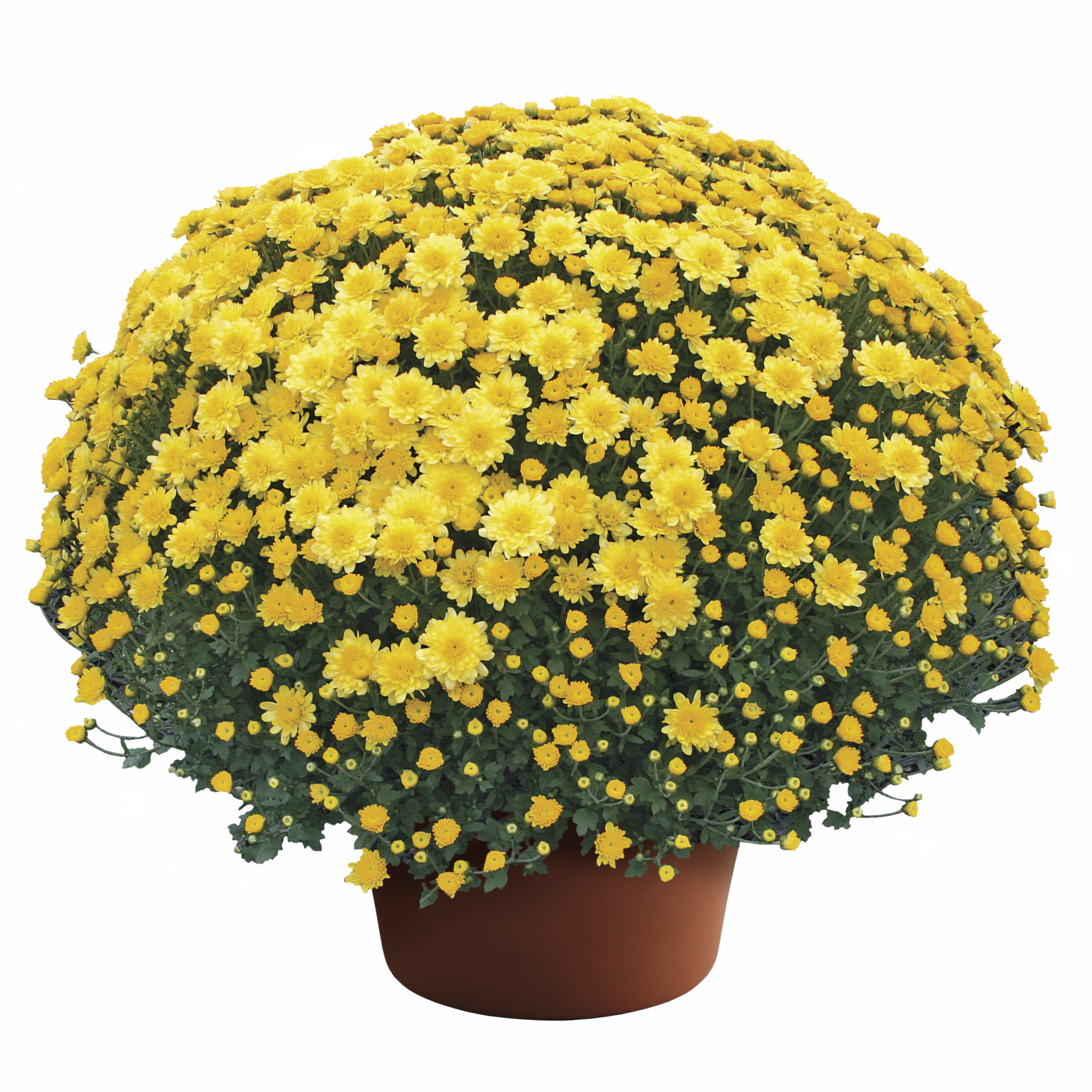 Chelsey Yellow | Syngenta Flowers