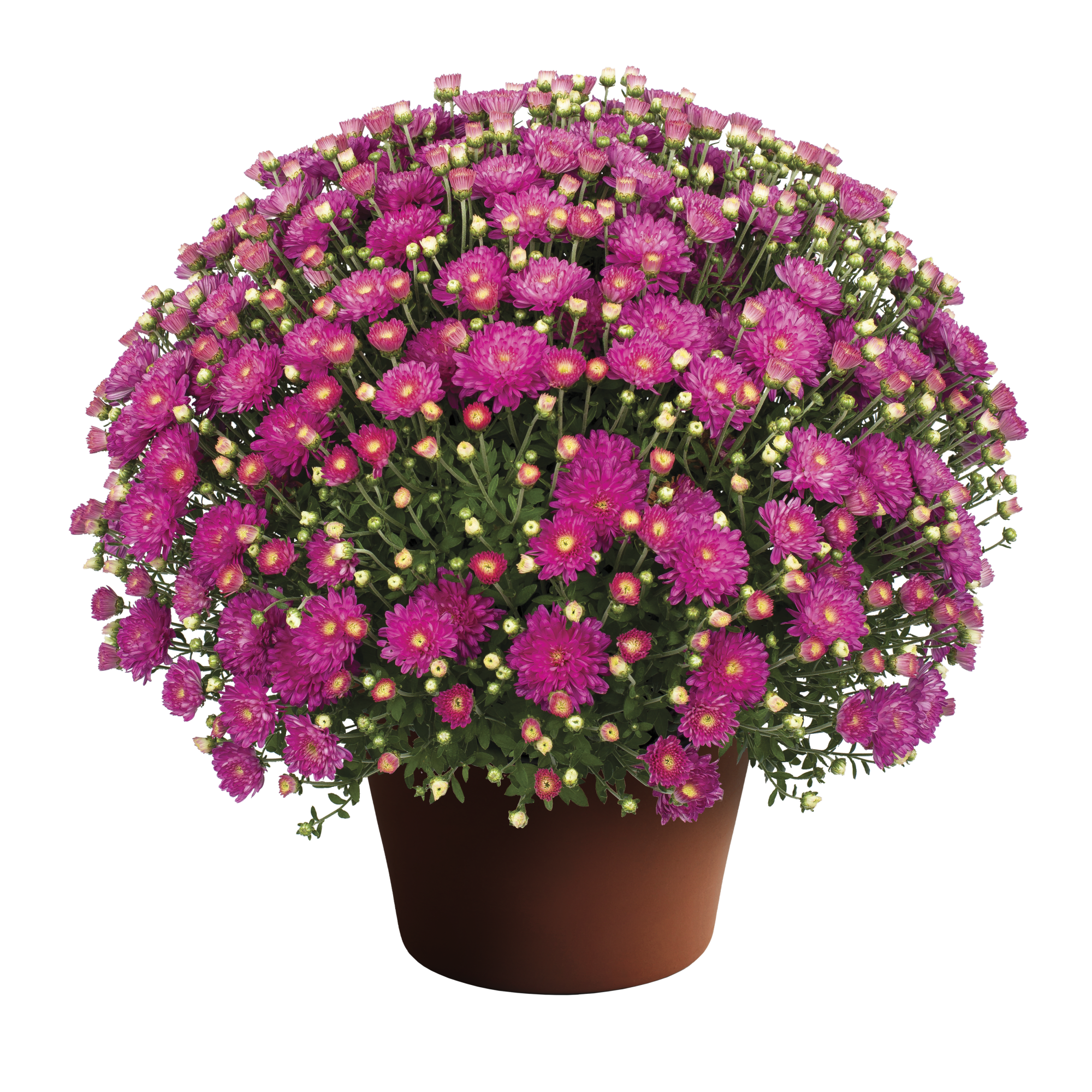 Debbie Hot Pink | Syngenta Flowers