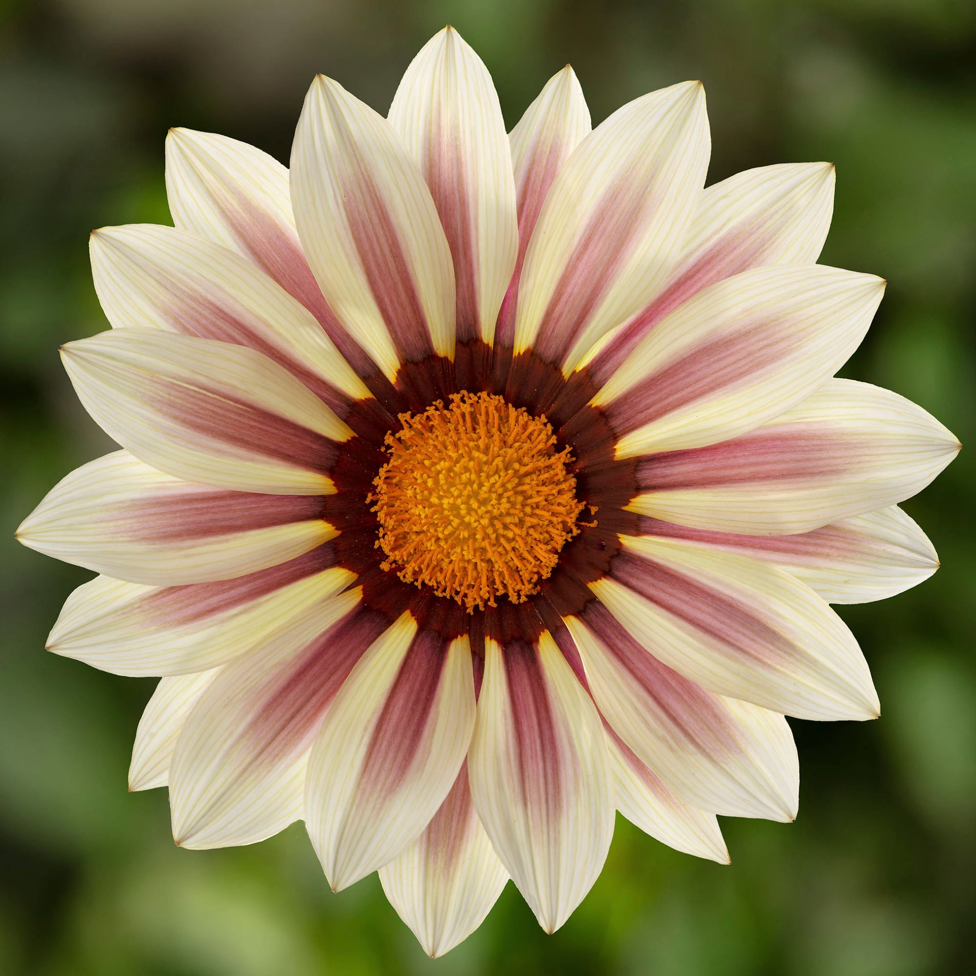 Kiss White | Syngenta Flowers