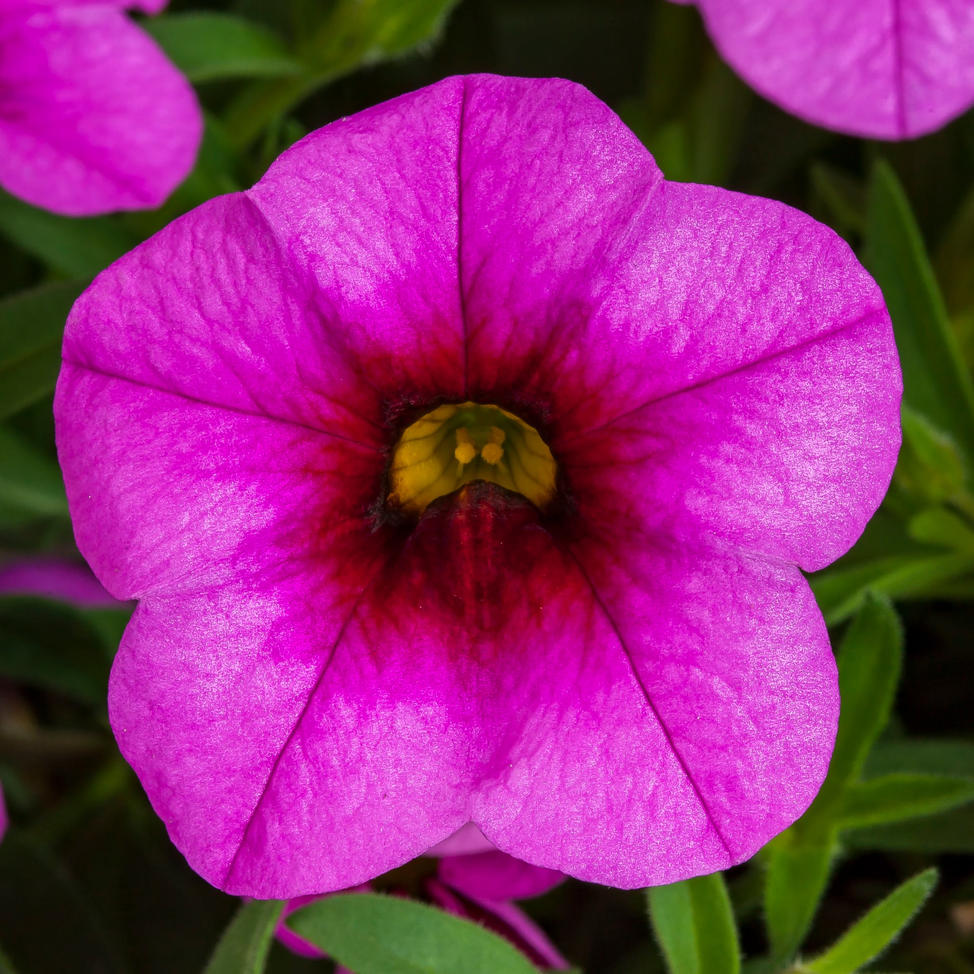 Callie Hot Pink | Syngenta Flowers