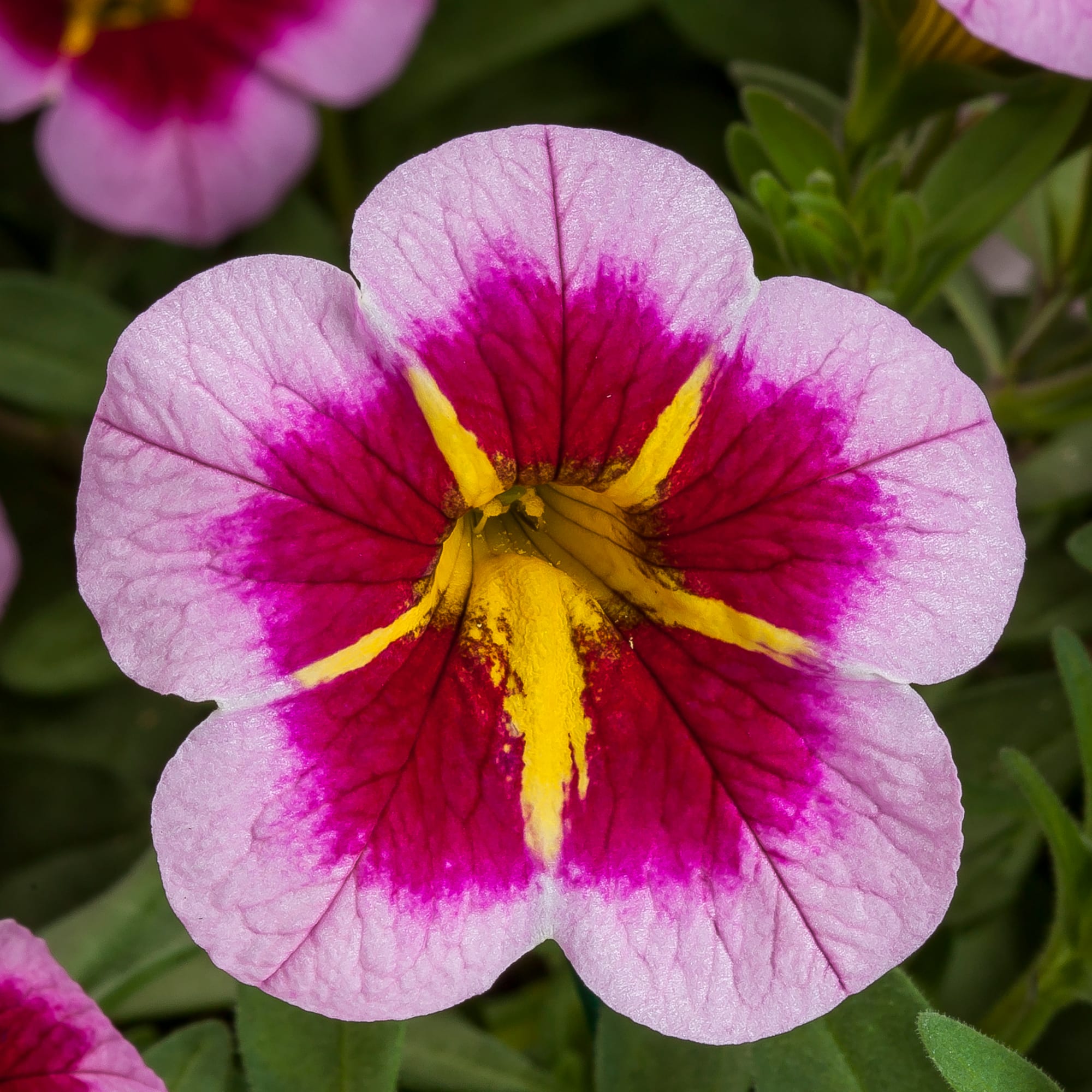 Callie Strawberry | Syngenta Flowers