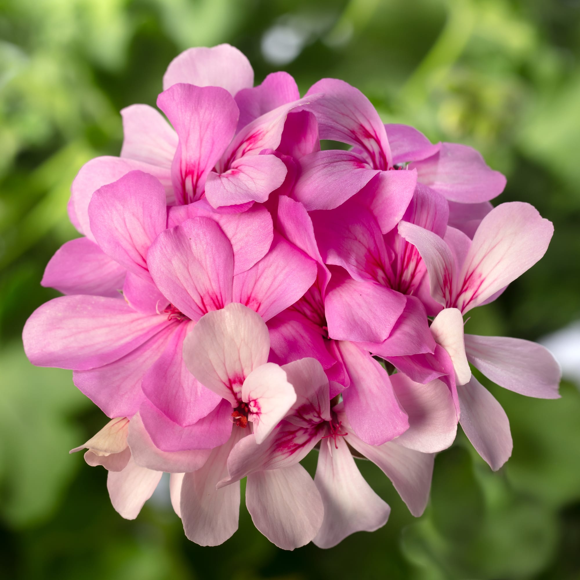 Calliope Landscape Rose | Syngenta Flowers
