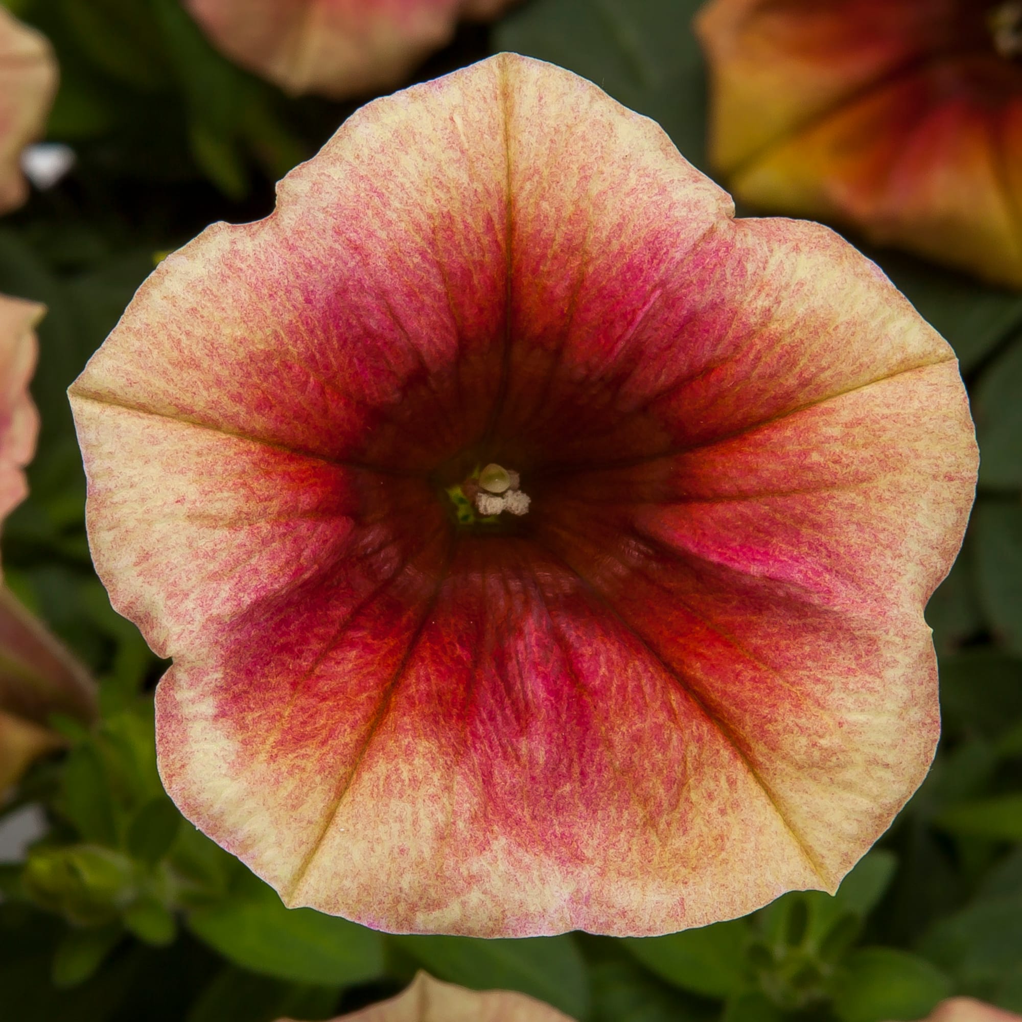 Fun House Peach Melba | Syngenta Flowers