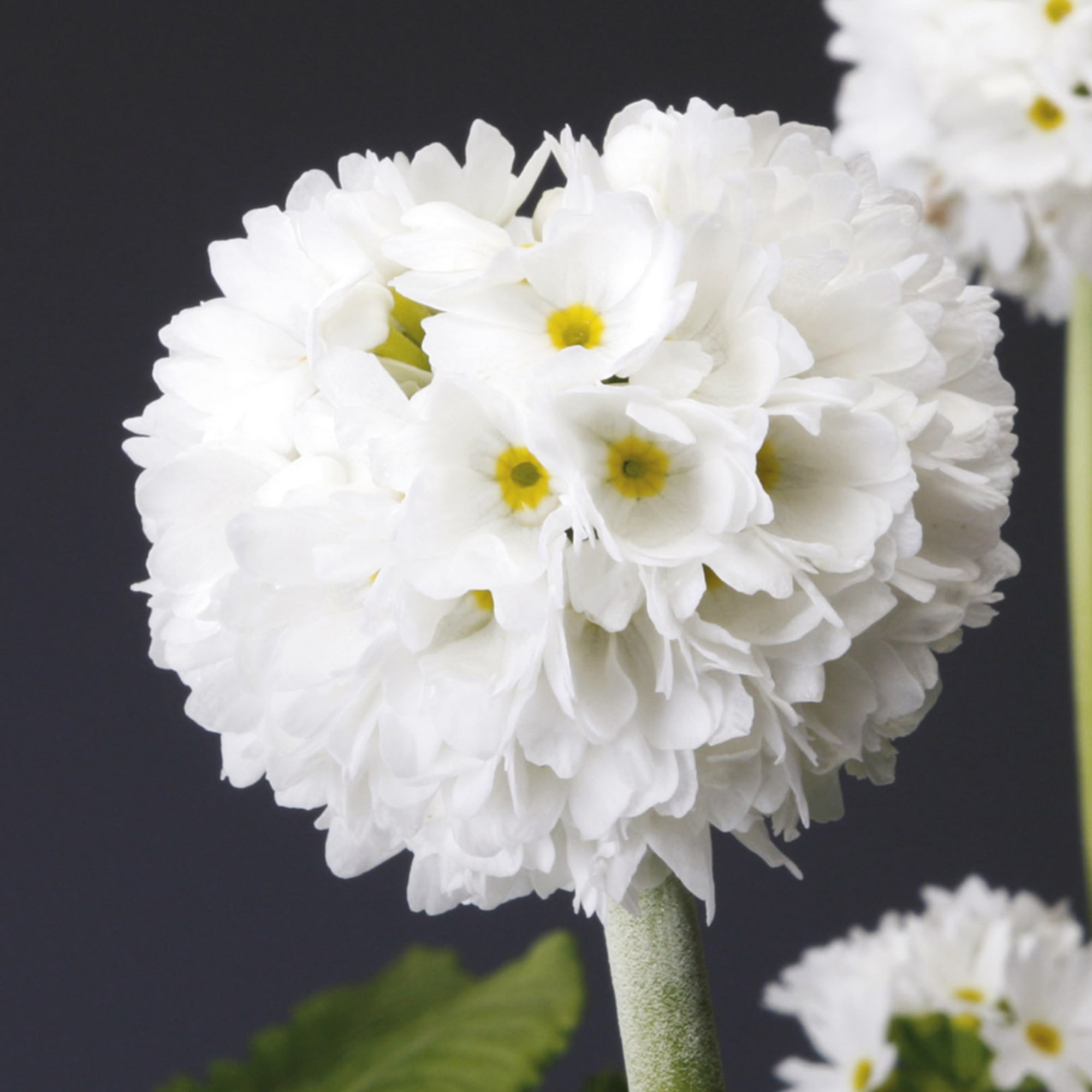 Corolla Blue | Syngenta Flowers