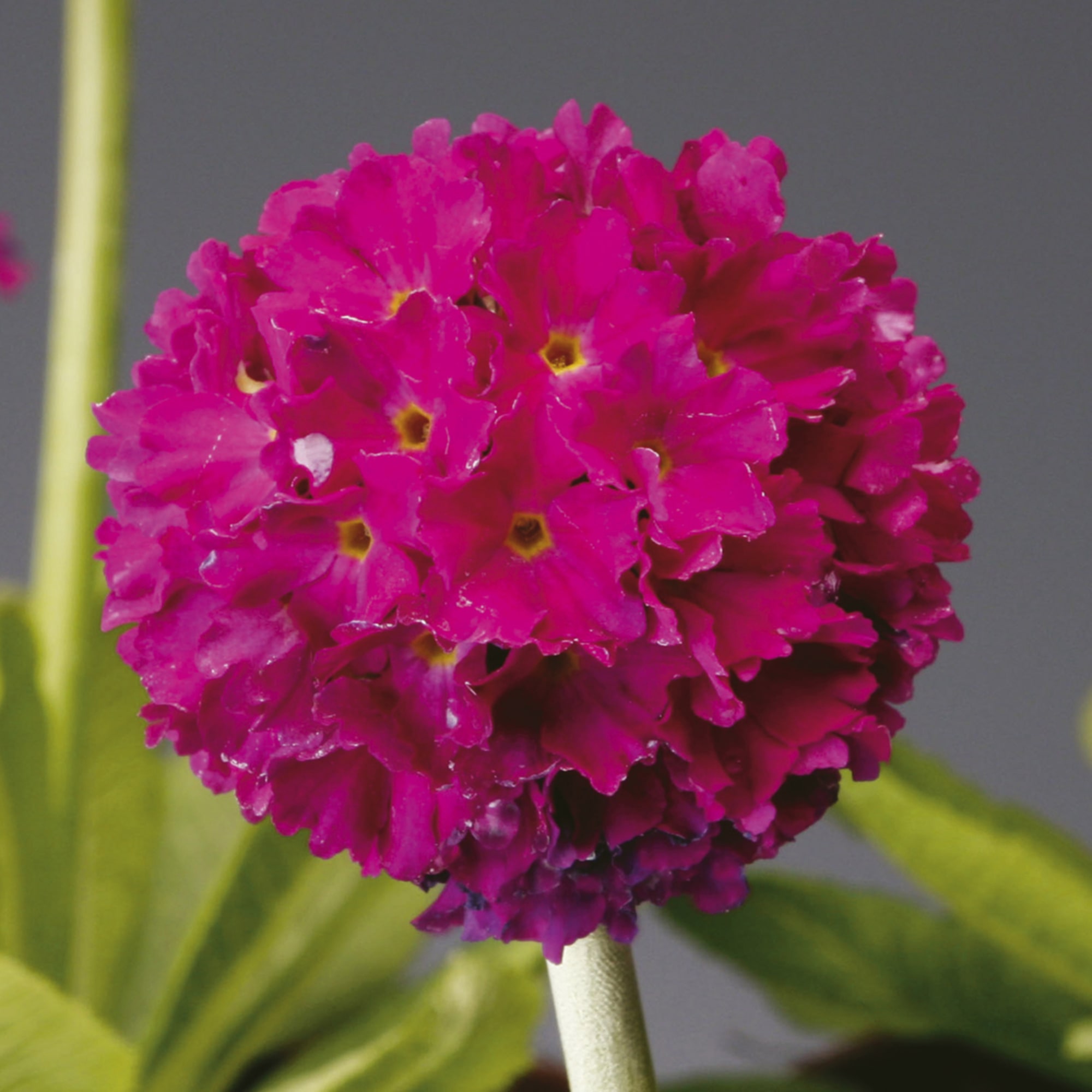 Corolla Deep Rose | Syngenta Flowers