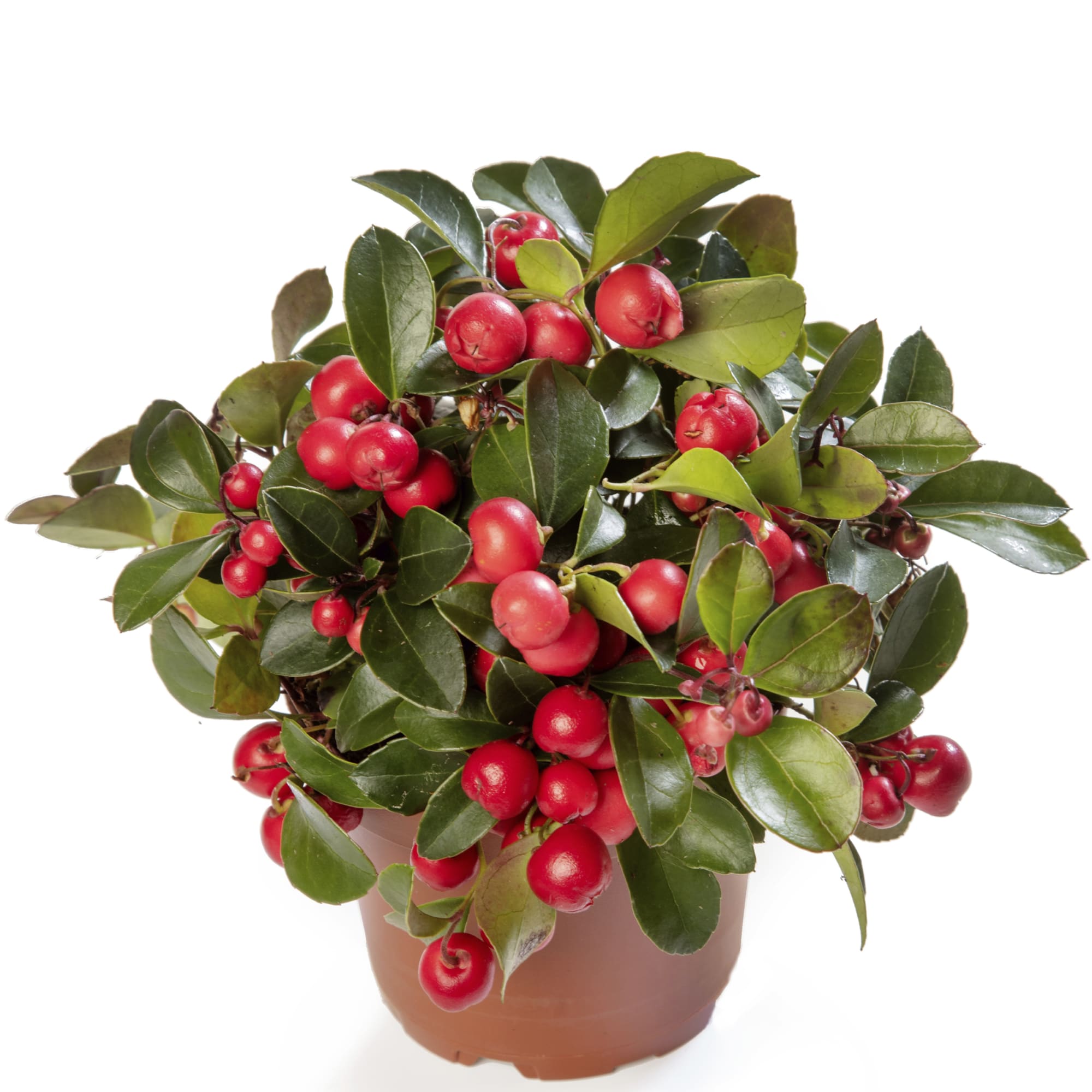 Winter Pearls Red Baron | Syngenta Flowers