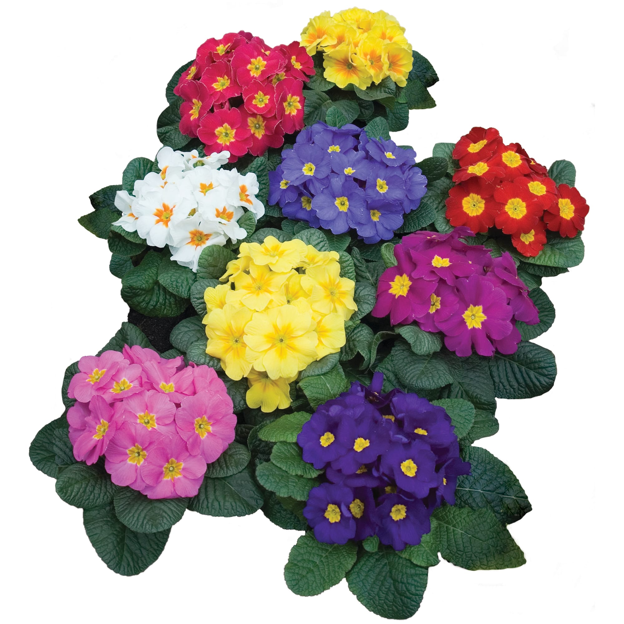 Orion South Mix | Syngenta Flowers