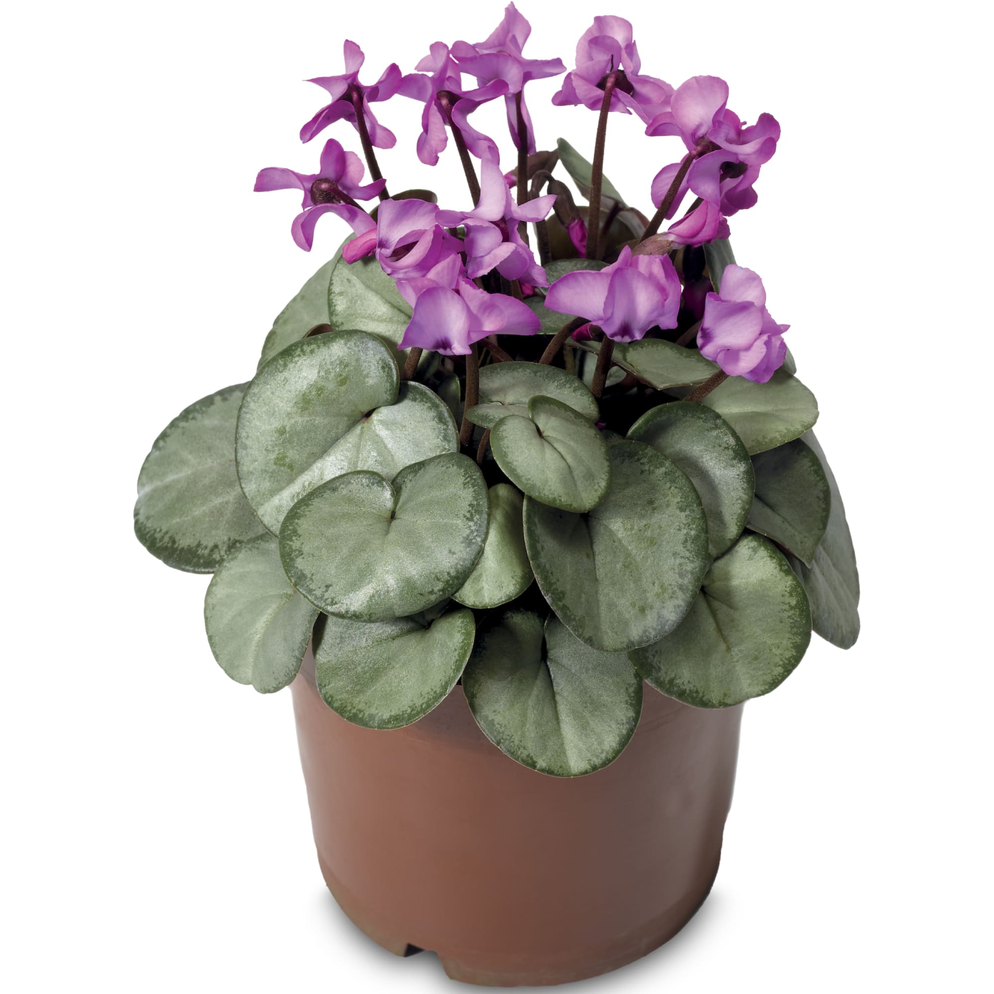 Cyberia Rose Silver | Syngenta Flowers