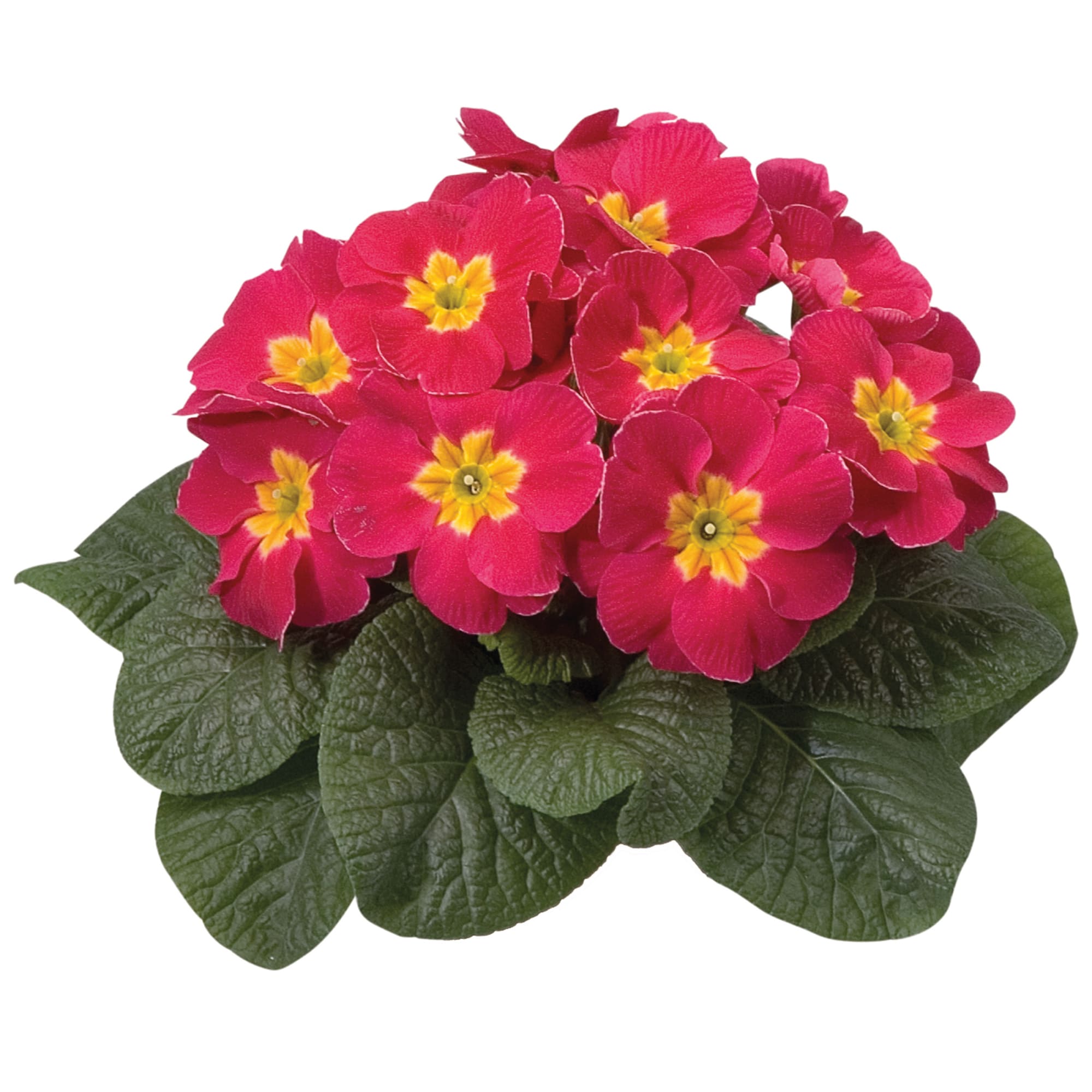 Orion Cherry | Syngenta Flowers