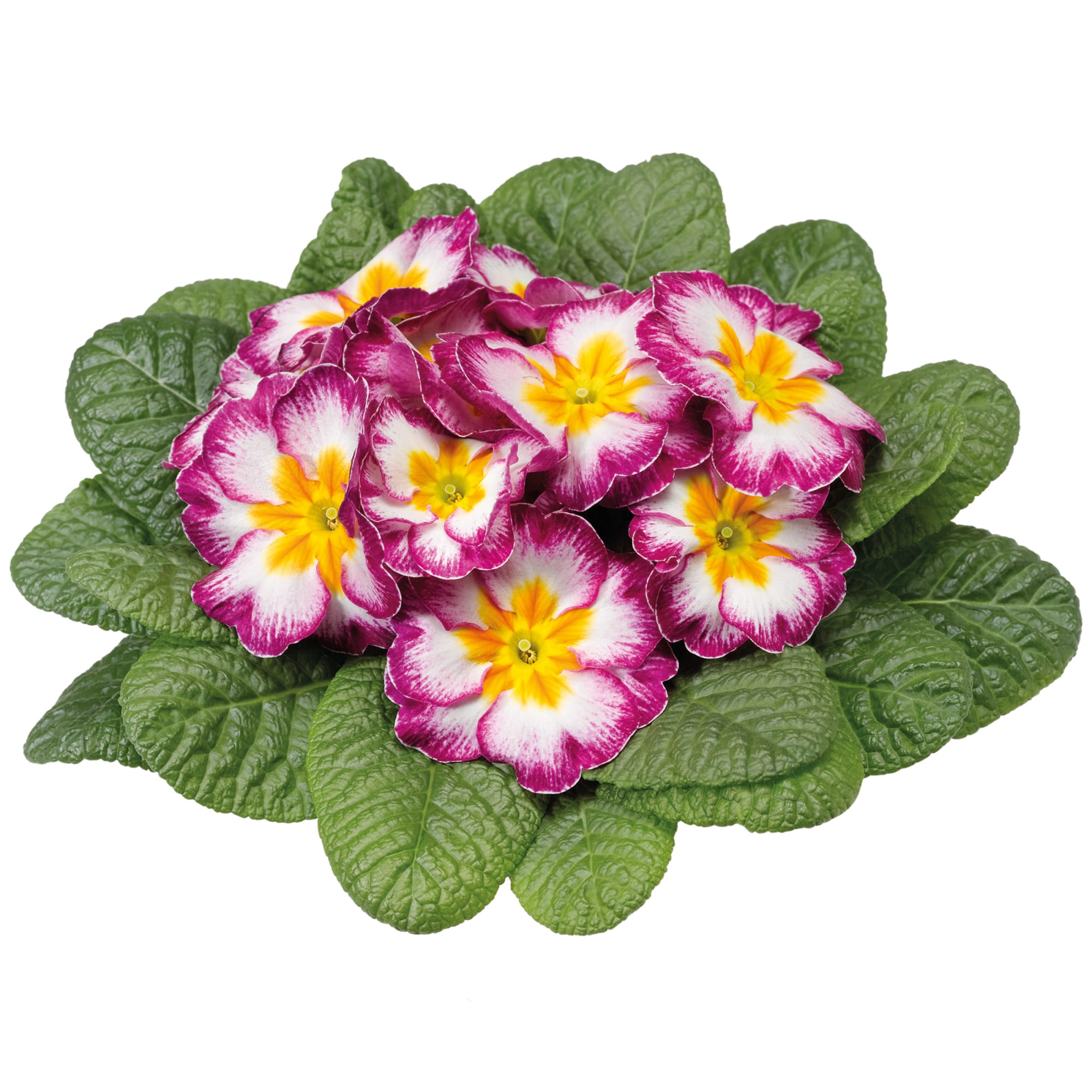 Orion Lilac Flame | Syngenta Flowers
