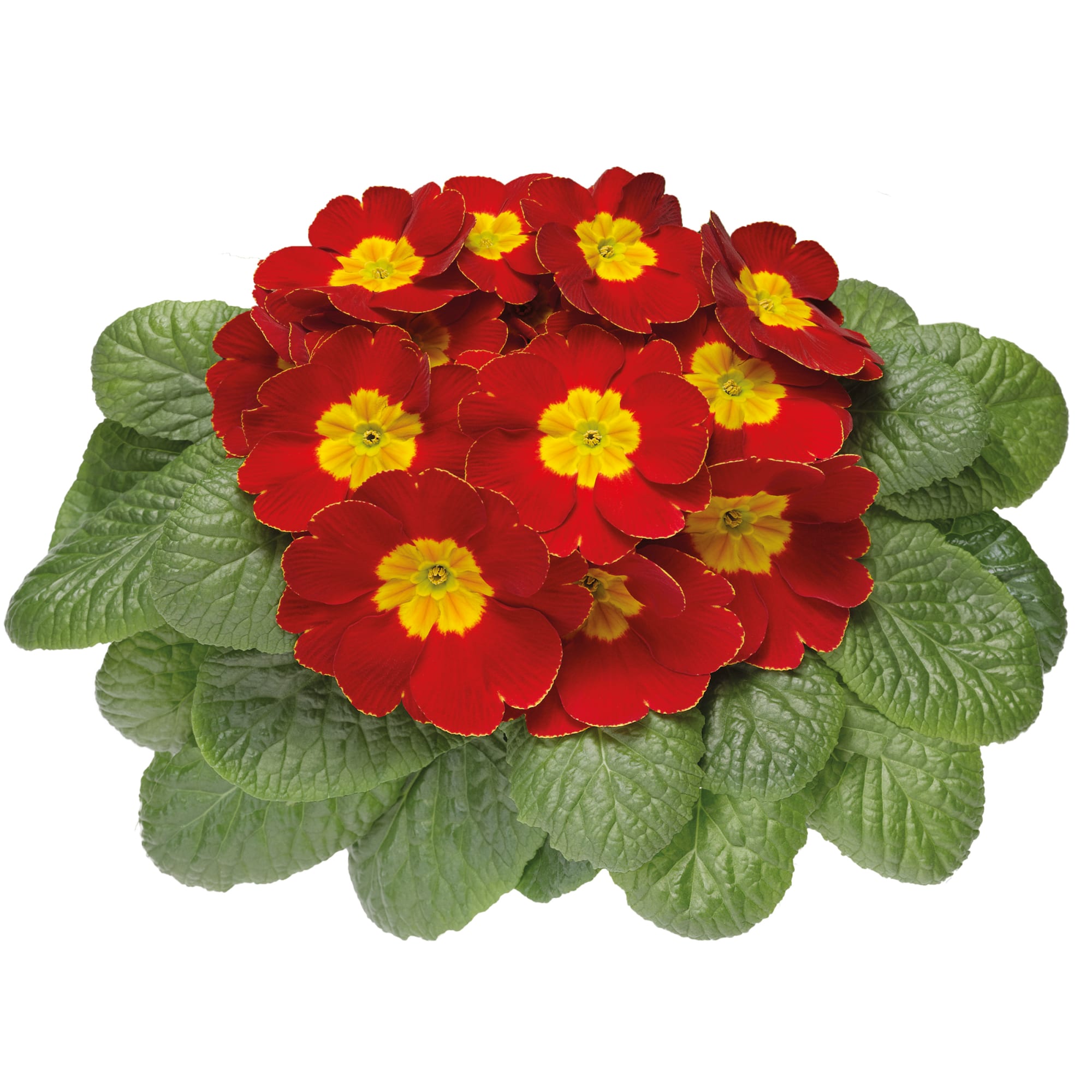 Orion Scarlet | Syngenta Flowers