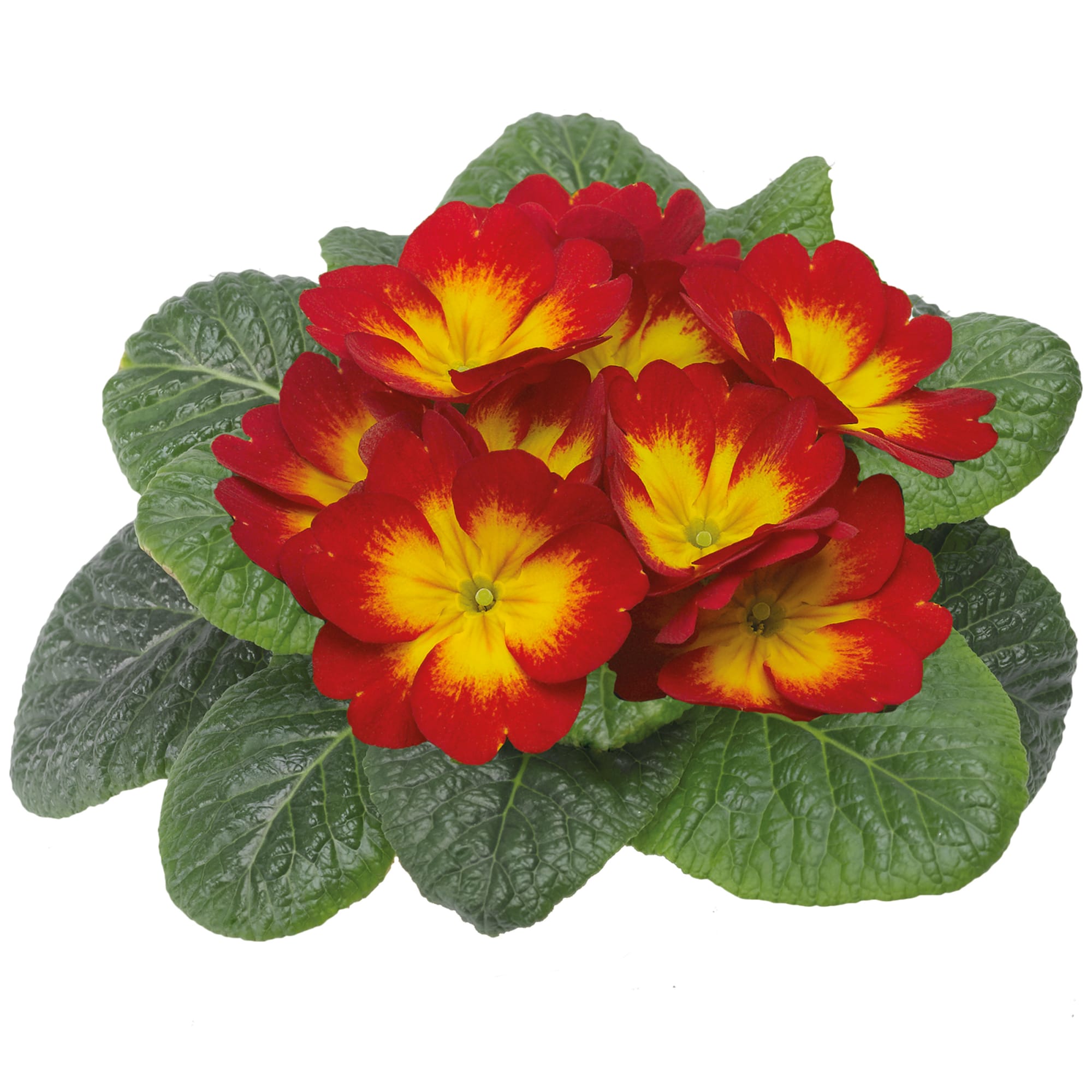 Orion Cherry | Syngenta Flowers