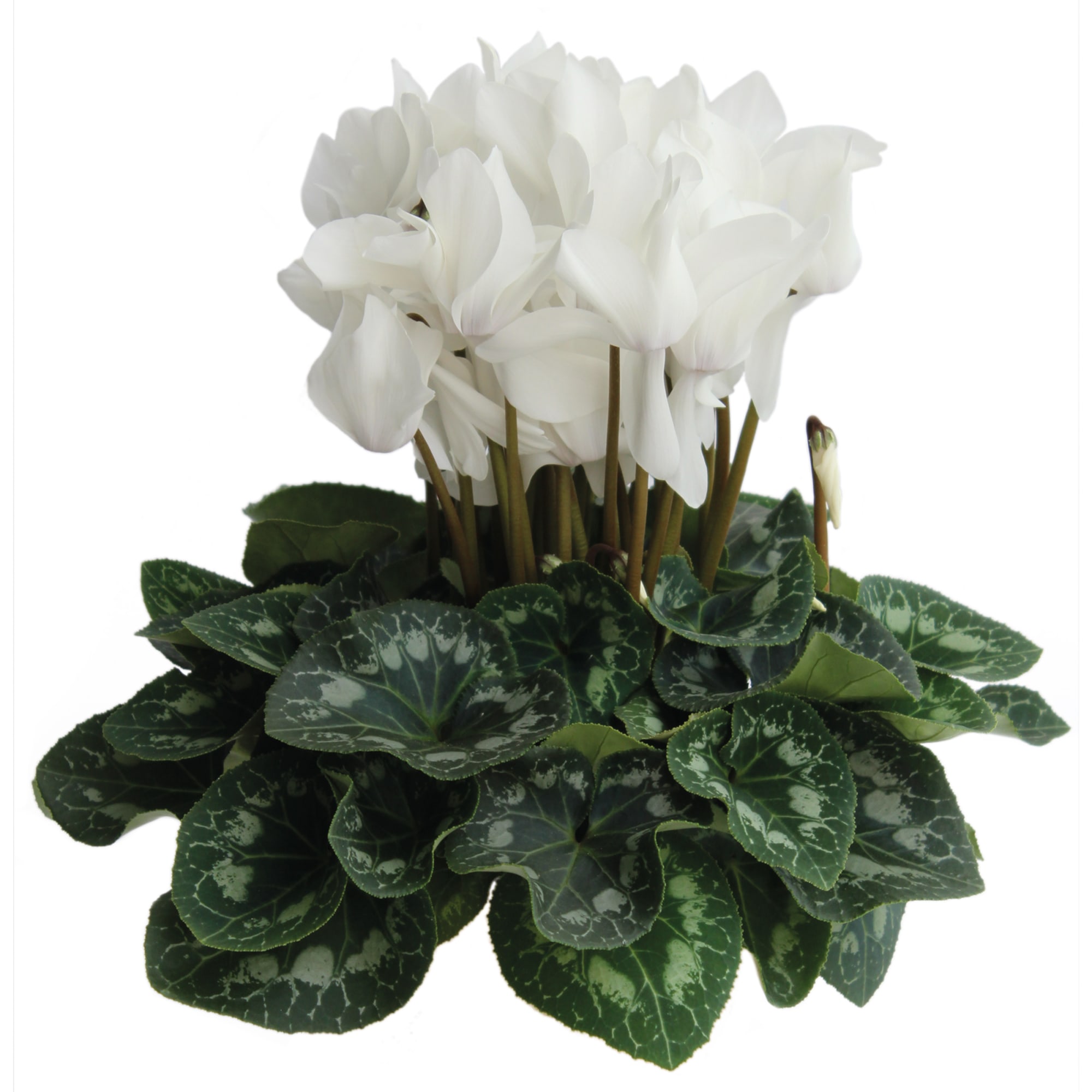 Rainier White | Syngenta Flowers