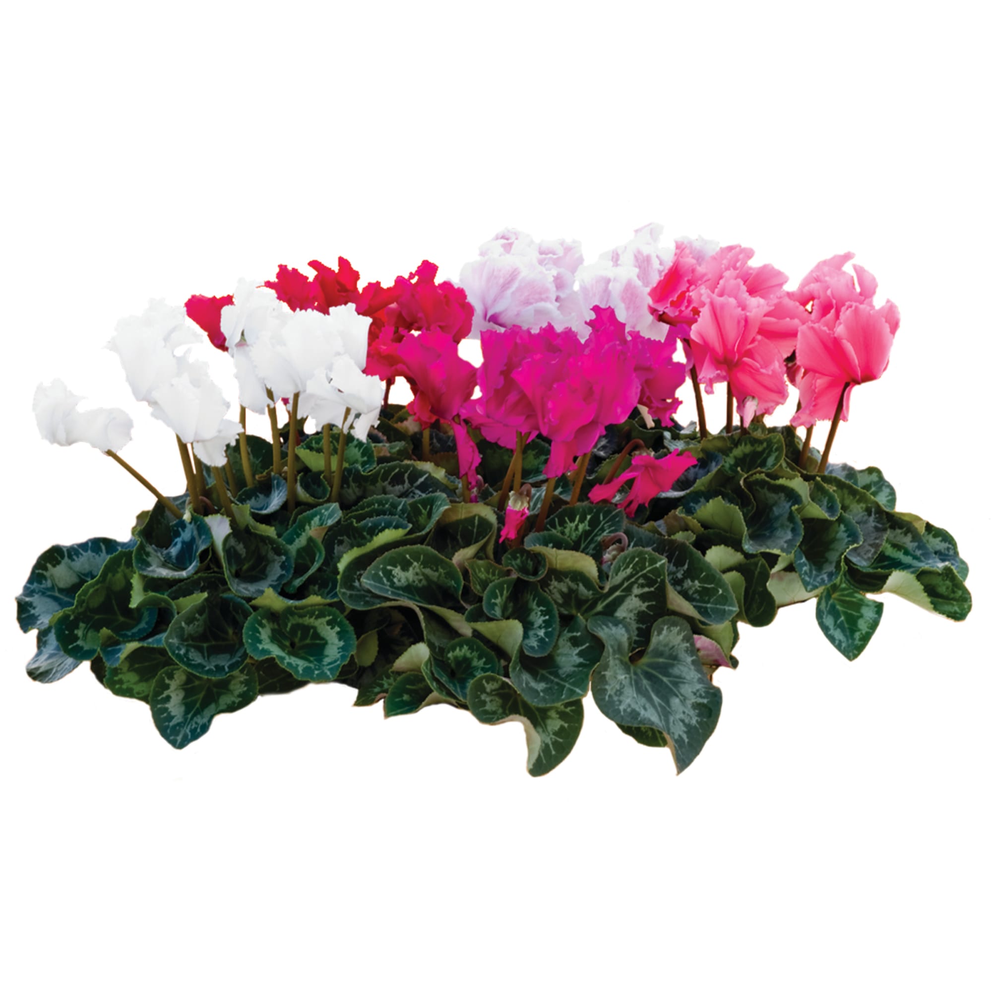 Maxora Friller Mix | Syngenta Flowers